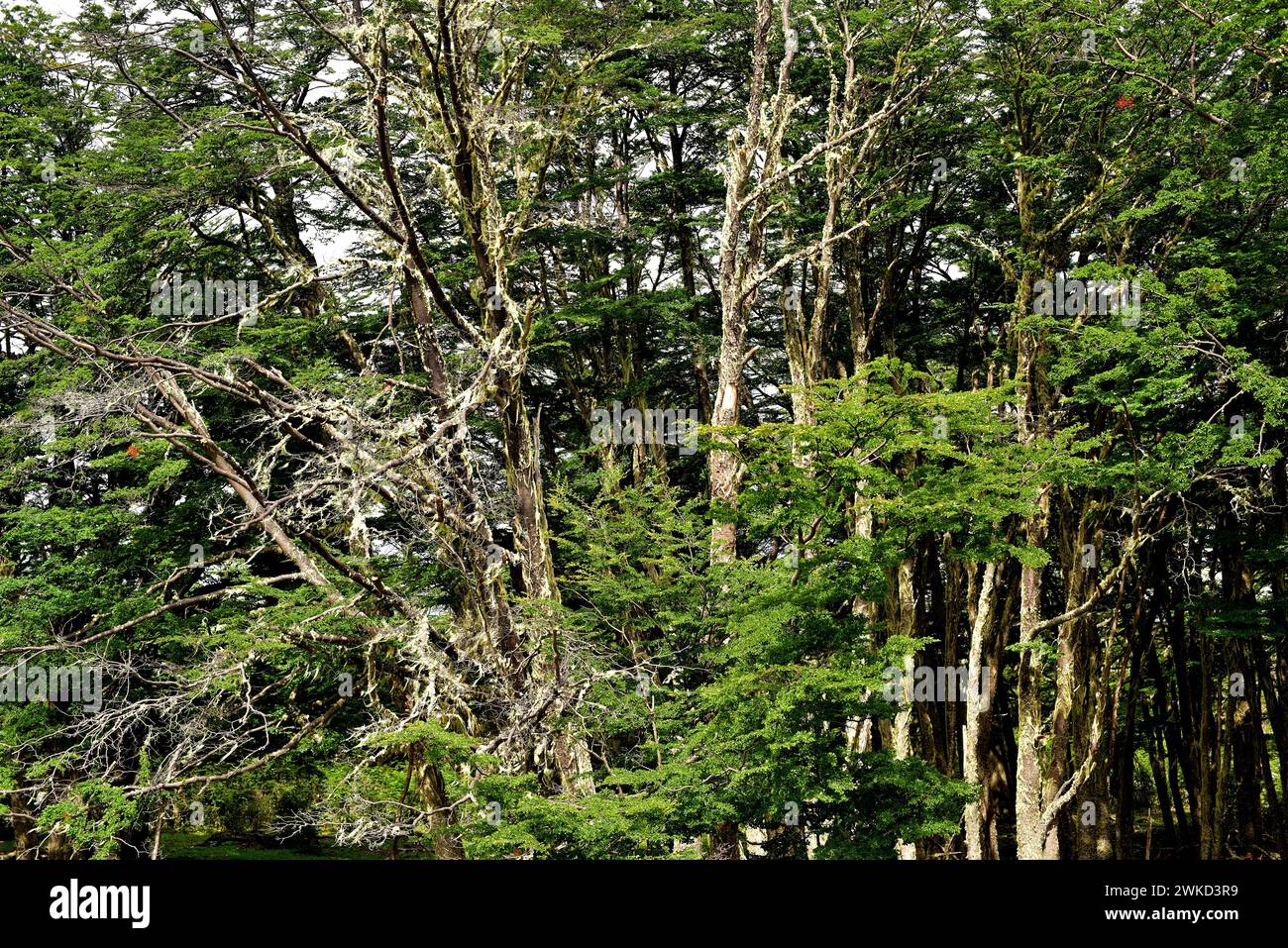 Lenga, haya austral or lenga beech (Nothofagus pumilio) is a deciduous ...