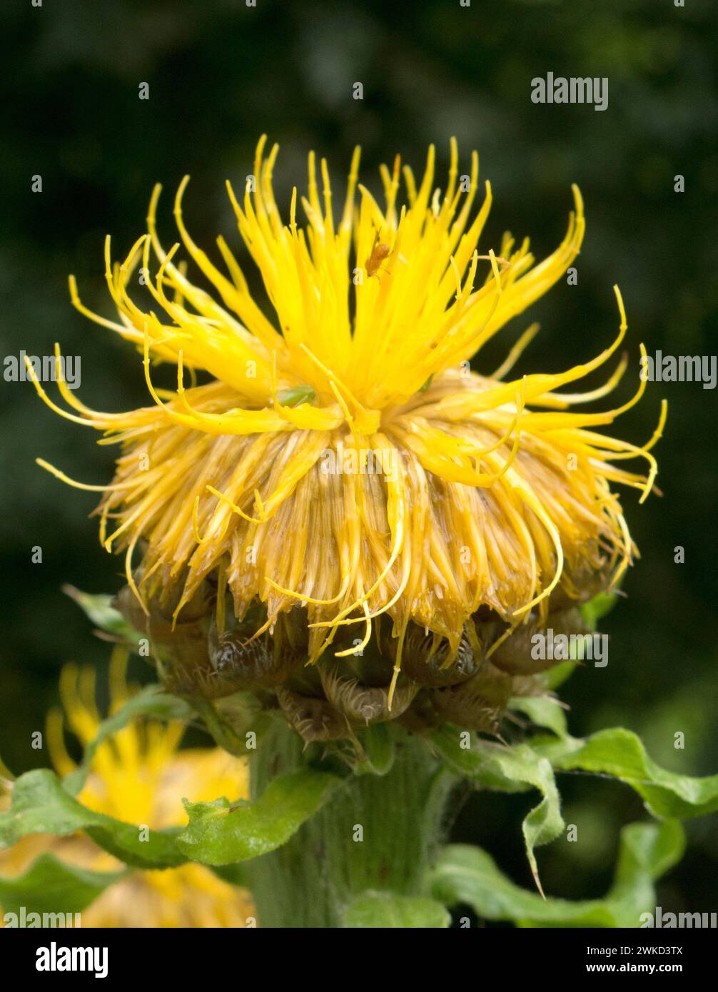 Centaurea macrocephala bighead knapweed by flower auction Plantion in ...
