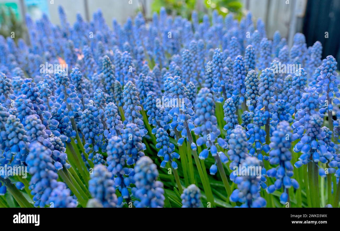 Muscari aucheri 'Blue Magic' blauwe druifjes by flower auction Plantion ...
