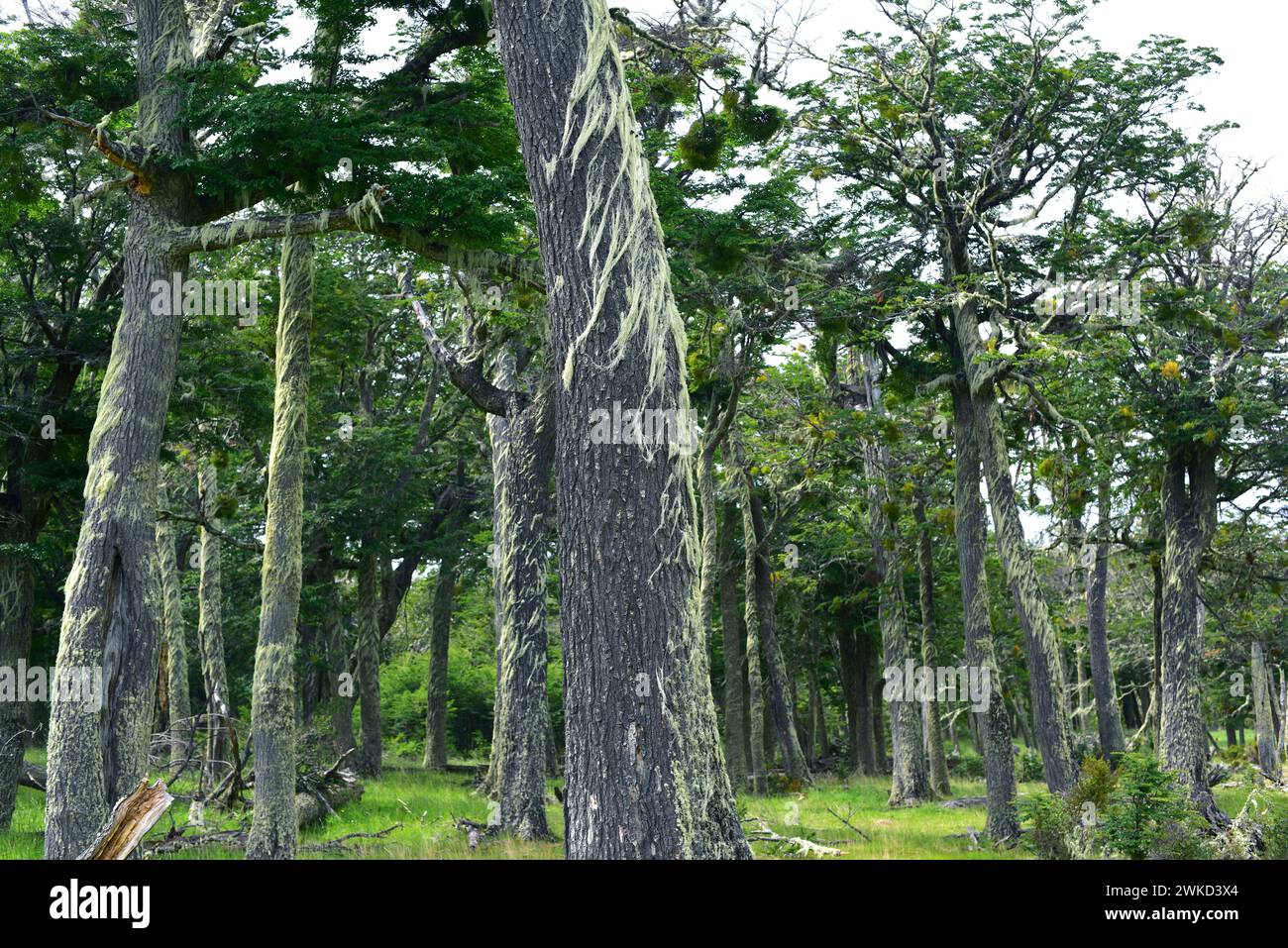 Lenga, haya austral or lenga beech (Nothofagus pumilio) is a deciduous ...
