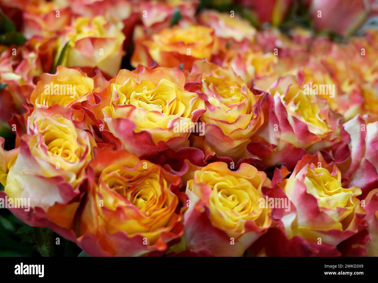 Presentation of roses by flower auction Plantion in Ede Holland ...
