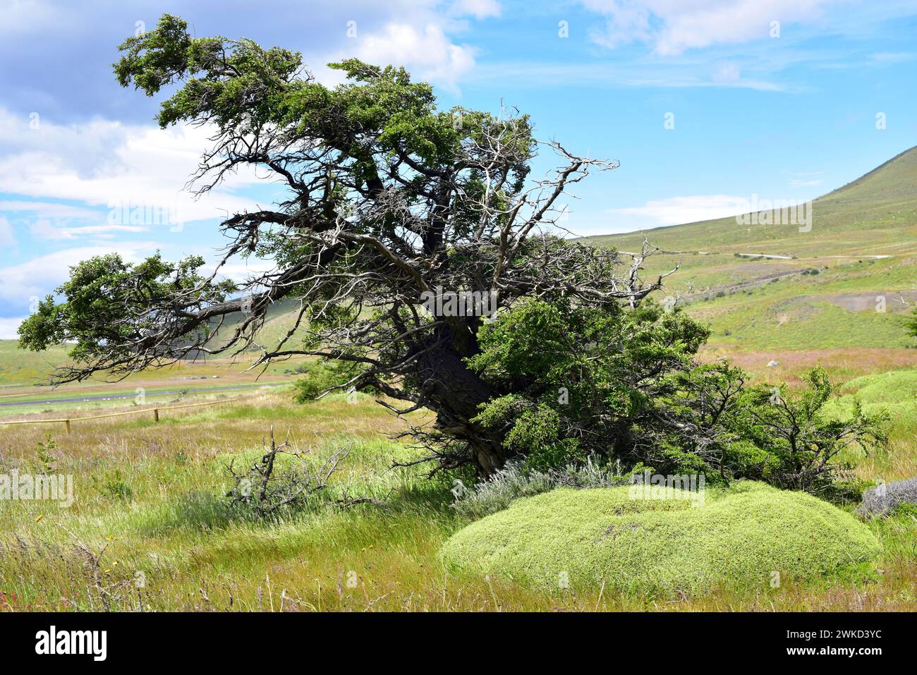 Lenga, haya austral or lenga beech (Nothofagus pumilio) is a deciduous ...