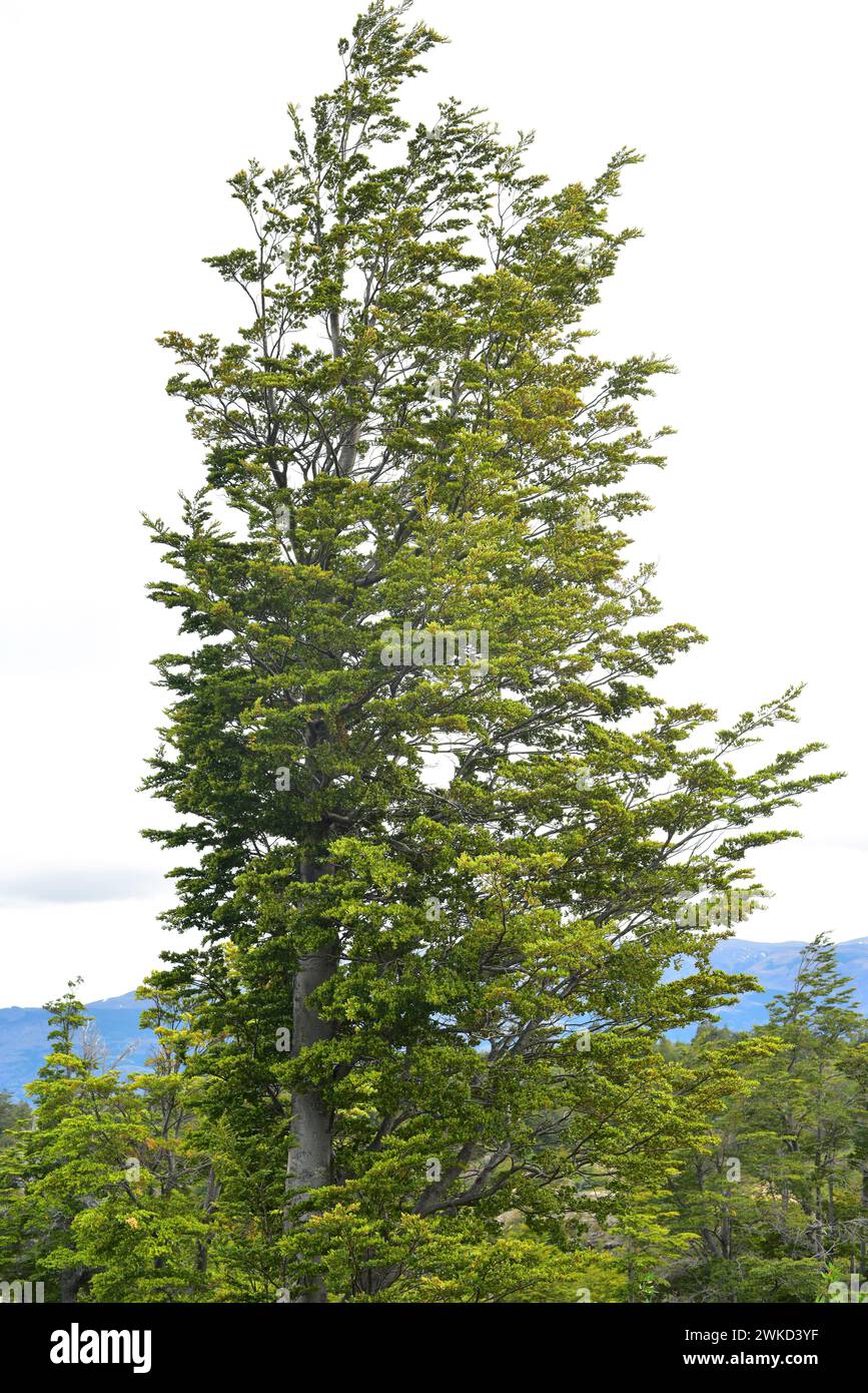 Lenga, haya austral or lenga beech (Nothofagus pumilio) is a deciduous ...
