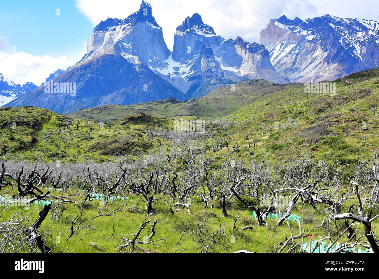 Lenga, haya austral or lenga beech (Nothofagus pumilio) is a deciduous ...