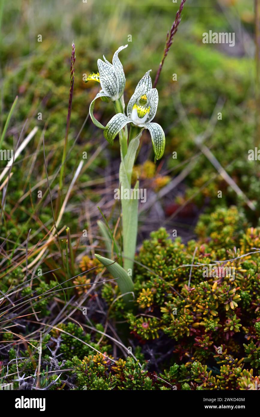 Porcelain orchid (Chloraea magellanica or Asarca magellanica) is a ...