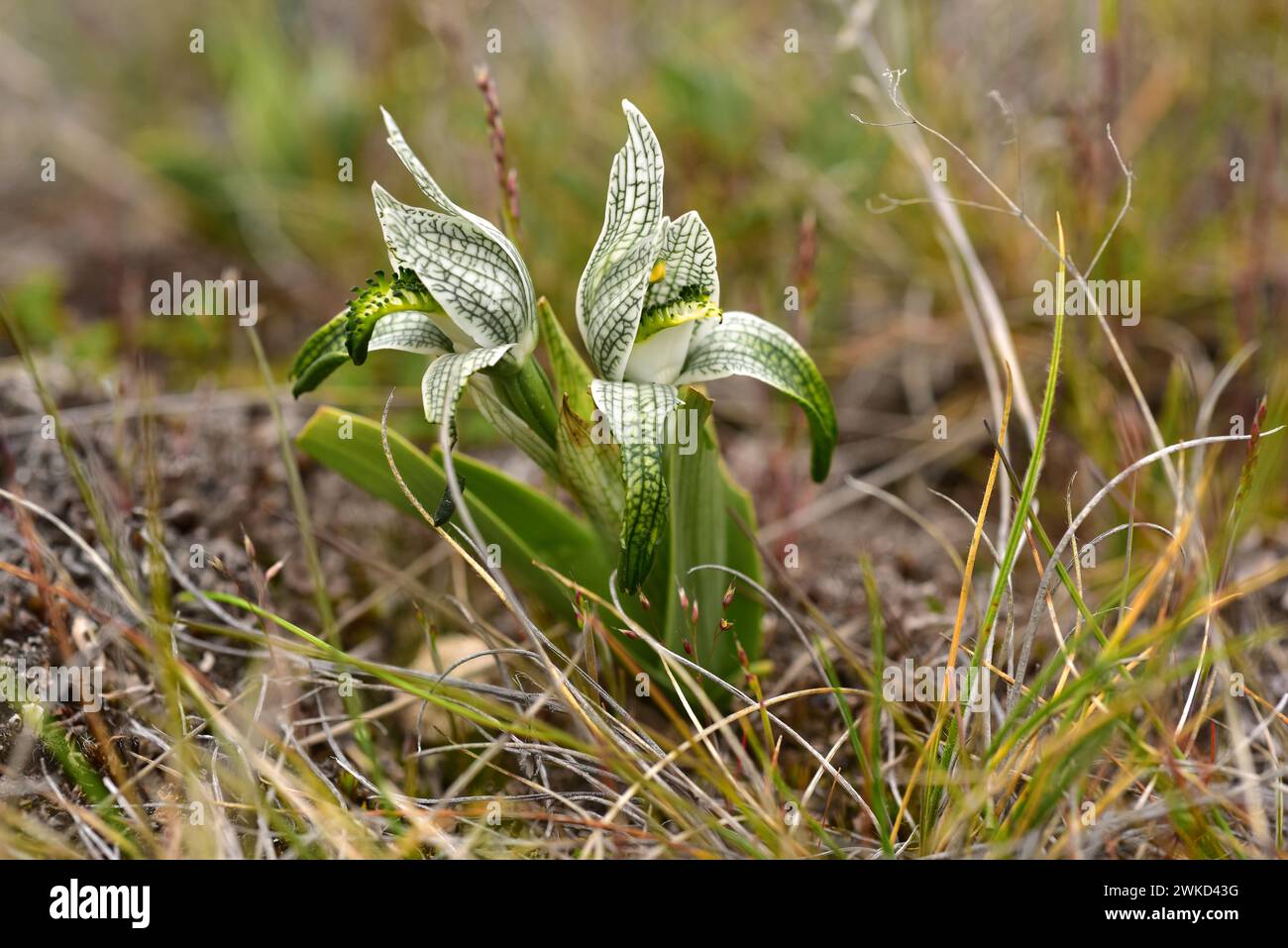 Porcelain orchid (Chloraea magellanica or Asarca magellanica) is a ...