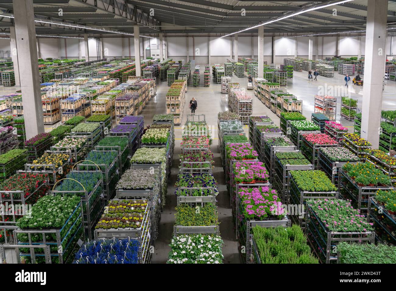 Flower auction Plantion in the East of the Netherlands where plants and ...
