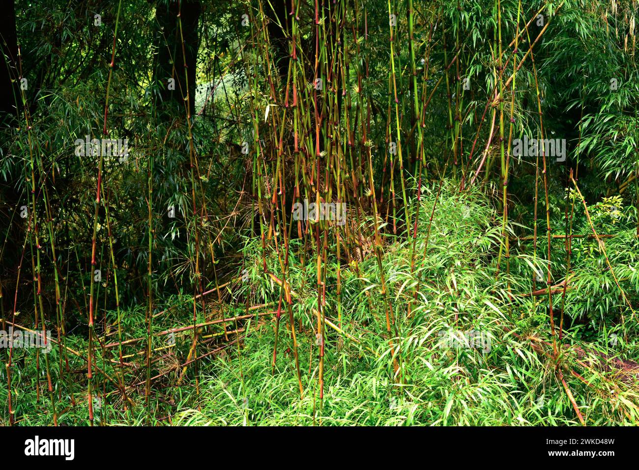 Chusquea quila hi-res stock photography and images - Alamy