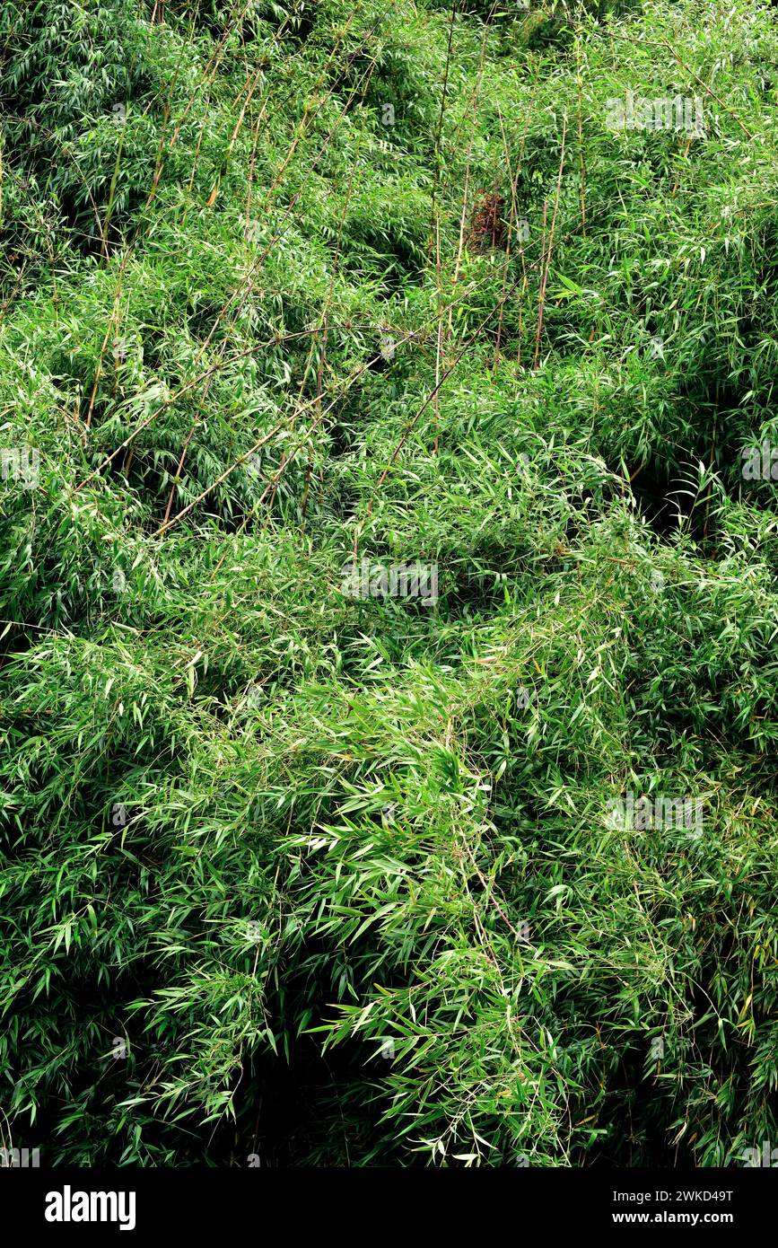 Quila (Chusquea quila) is a climbing shrub endemic to temperate forests ...