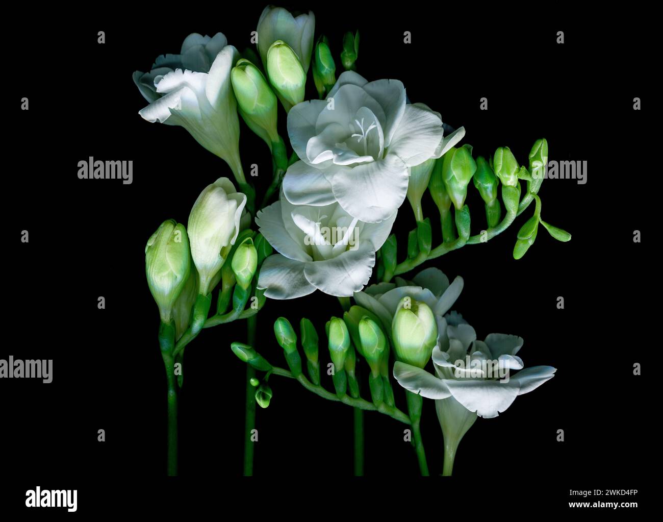 Scanography method hi-res stock photography and images - Alamy