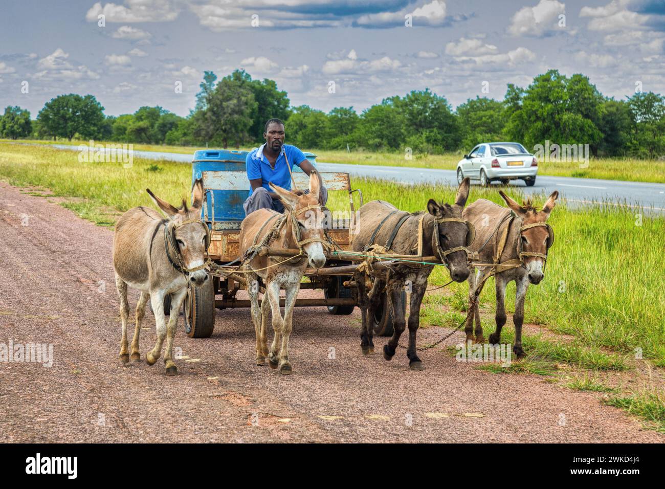 african man in the village driving a cart with four donkeys on the ...