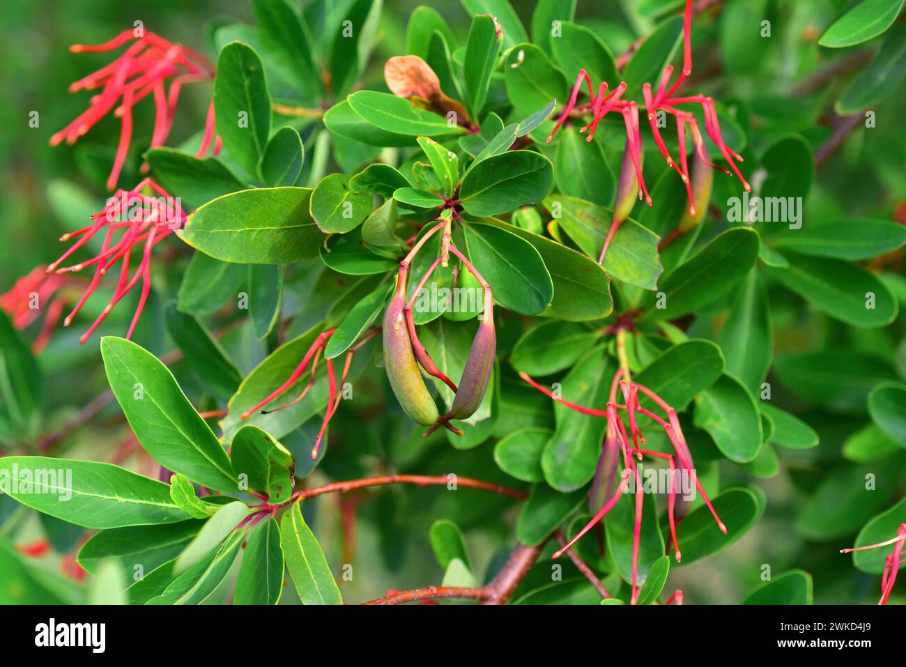 Notro or Chilean firetree (Embothrium coccineum) is a small evergreen ...