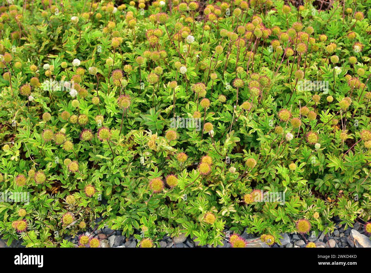 Buzzy burr or cadillo (Acaena magellanica) is a perennial herb native ...