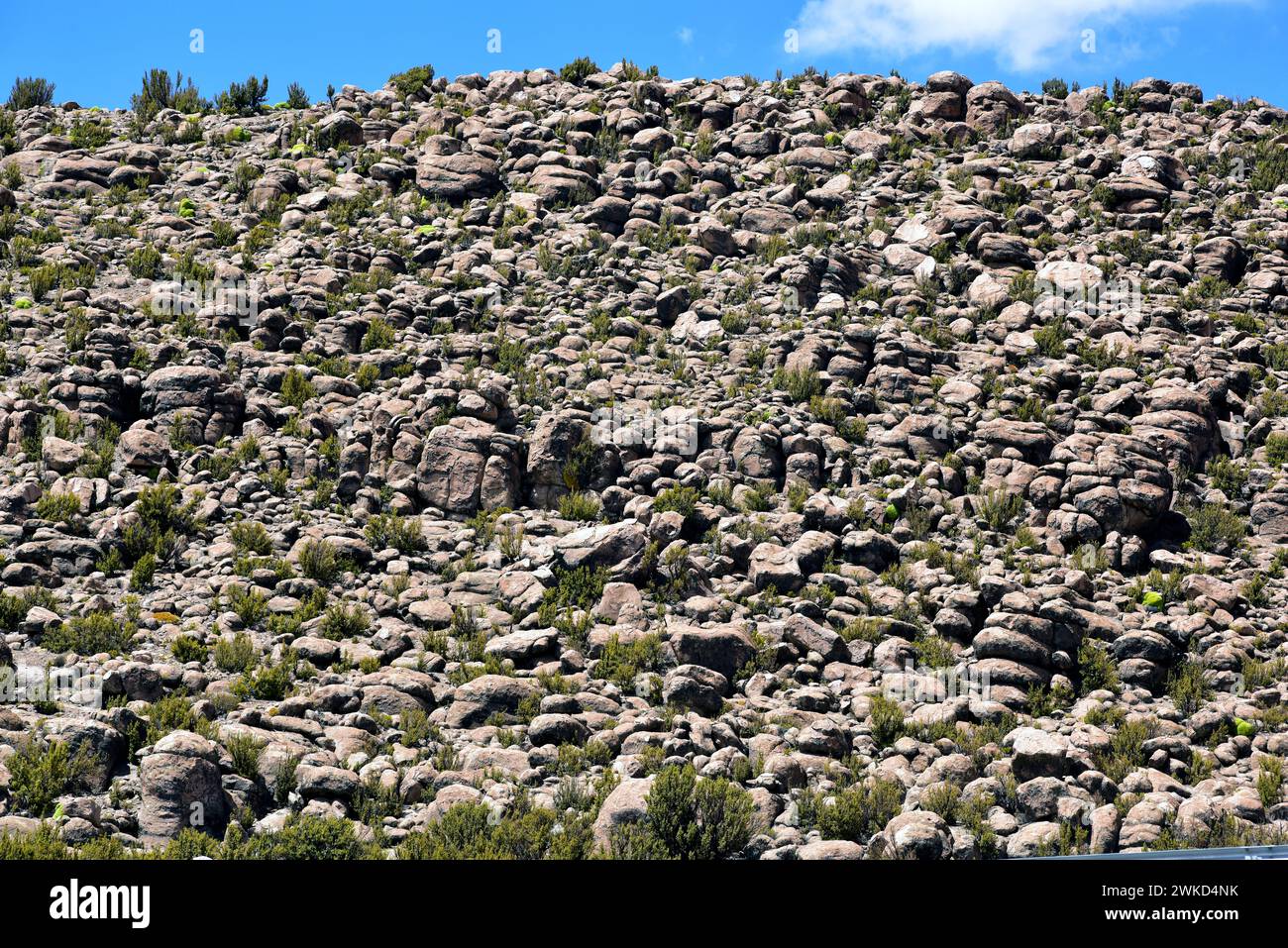 Queñua or queñoa de altura (Polylepis rugulosa) is an endangered small ...