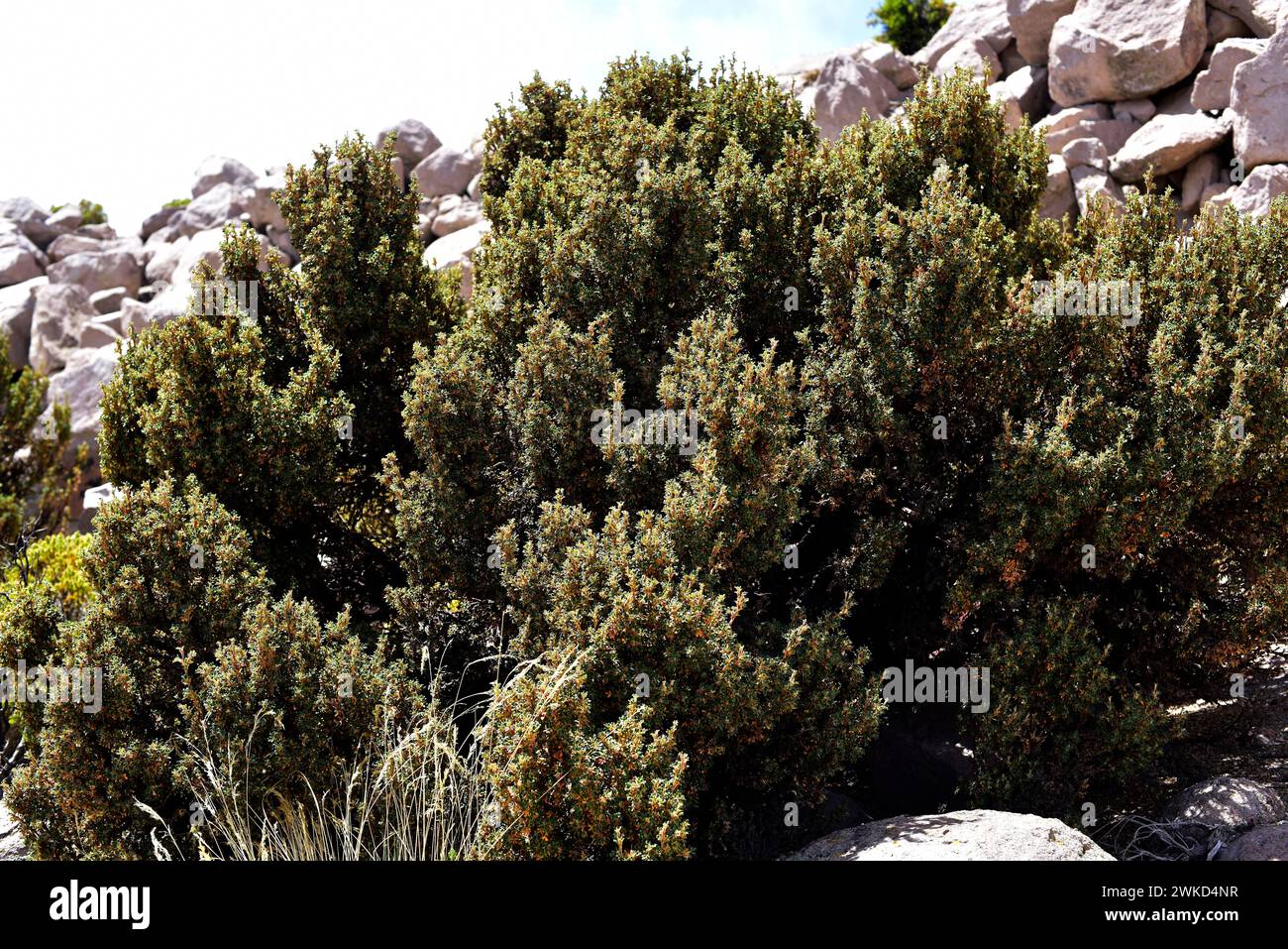 Queñua or queñoa de altura (Polylepis rugulosa) is an endangered small ...