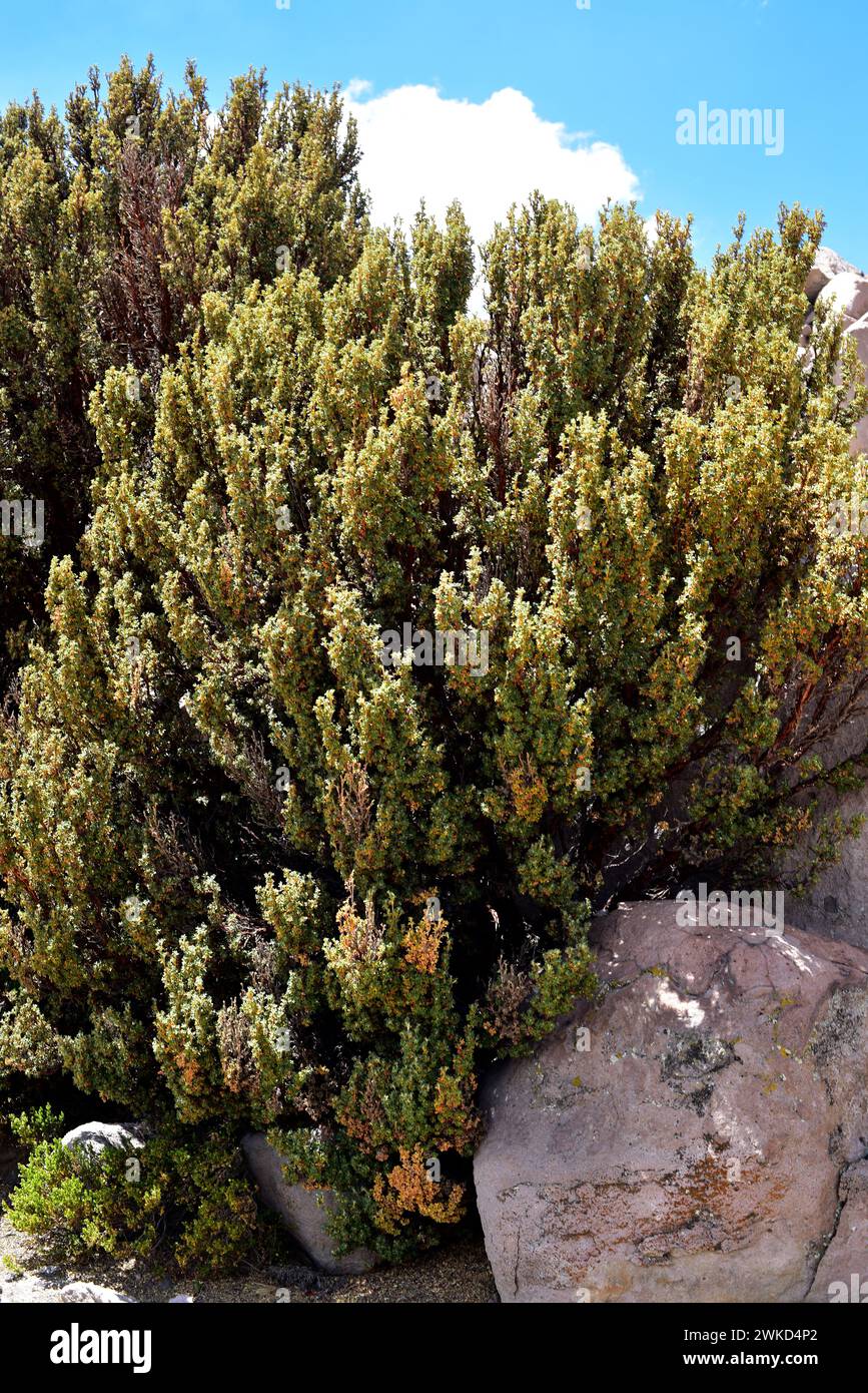 Queñua or queñoa de altura (Polylepis rugulosa) is an endangered small ...