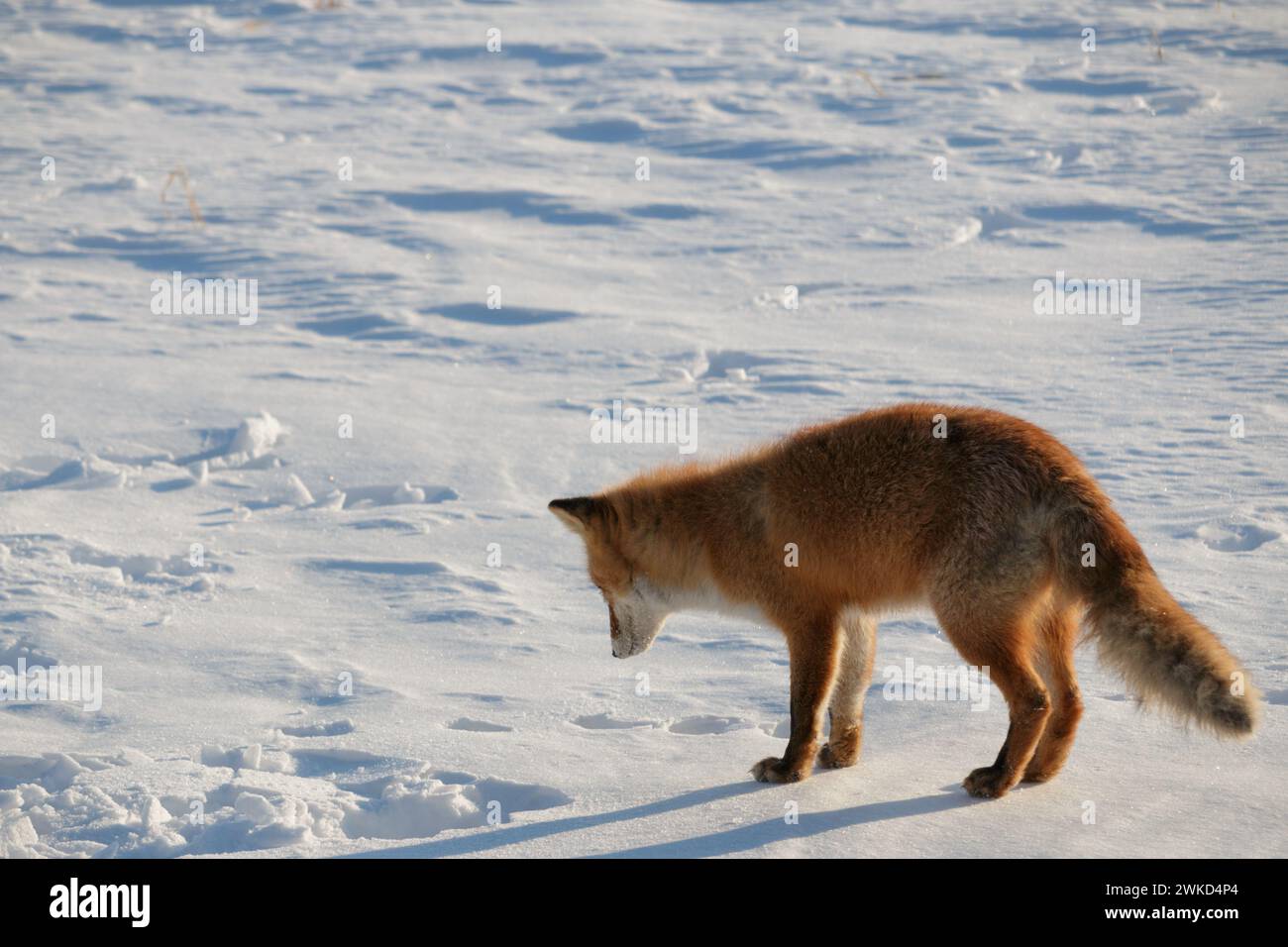 Japanese red fox standing looking at winter snow Stock Photo - Alamy