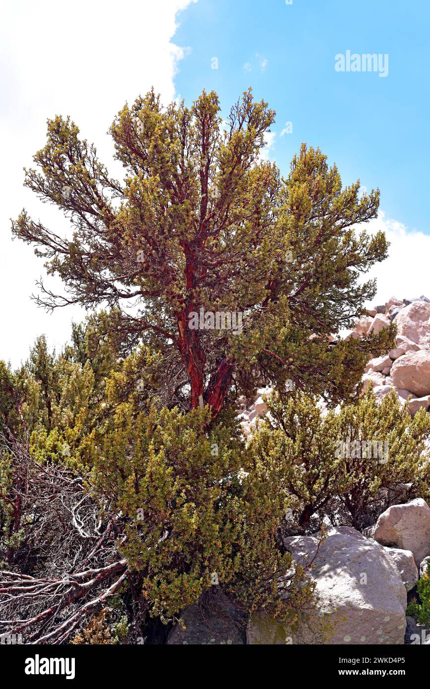 Queñua or queñoa de altura (Polylepis rugulosa) is an endangered small ...