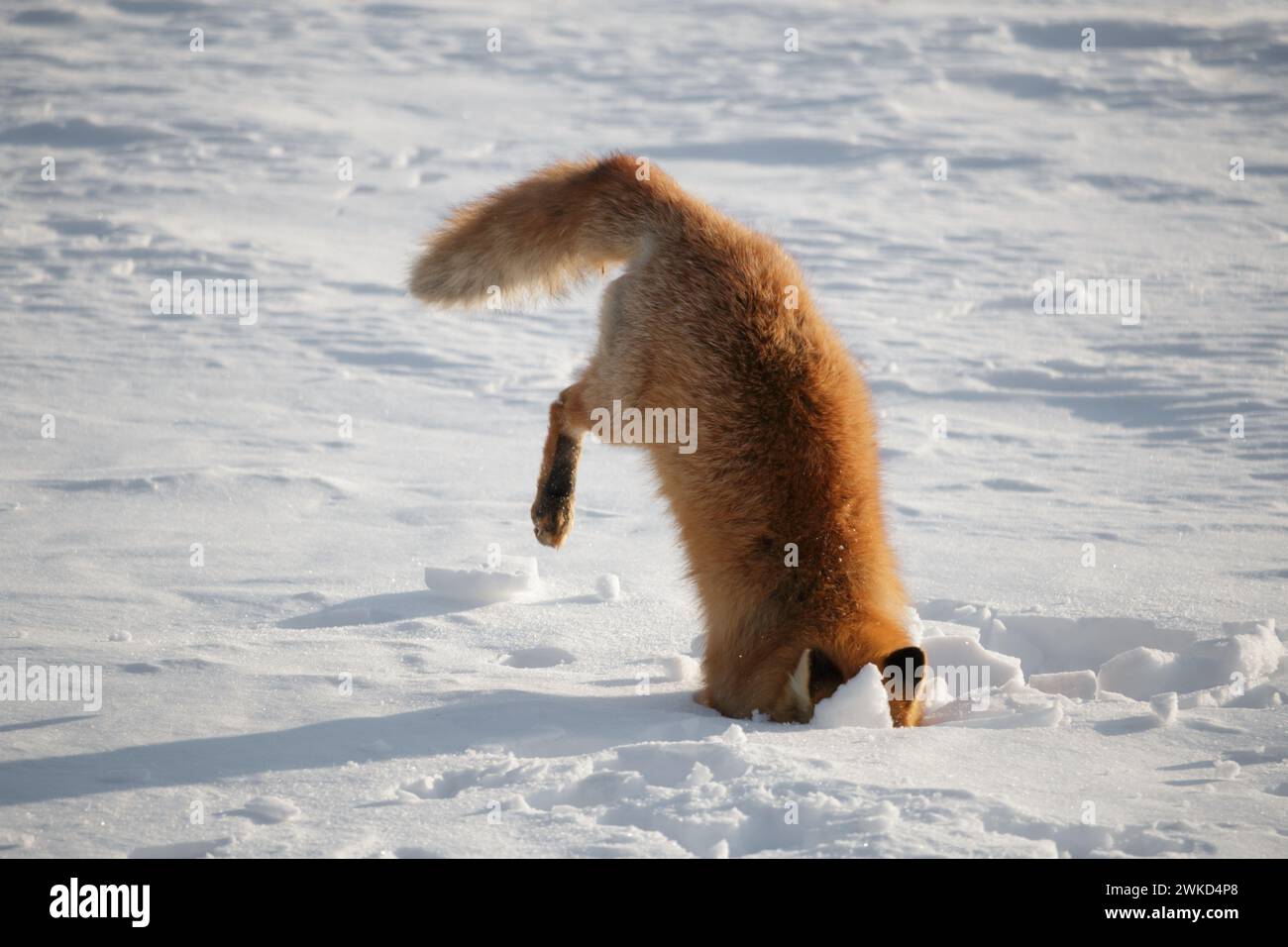 Leaping fox hi-res stock photography and images - Alamy