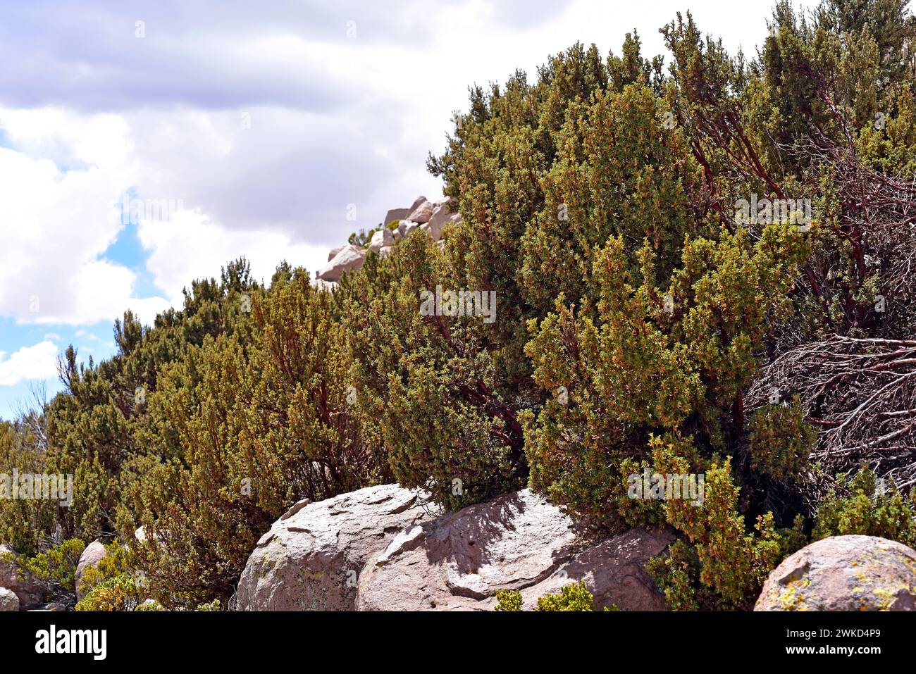 Queñua or queñoa de altura (Polylepis rugulosa) is an endangered small ...