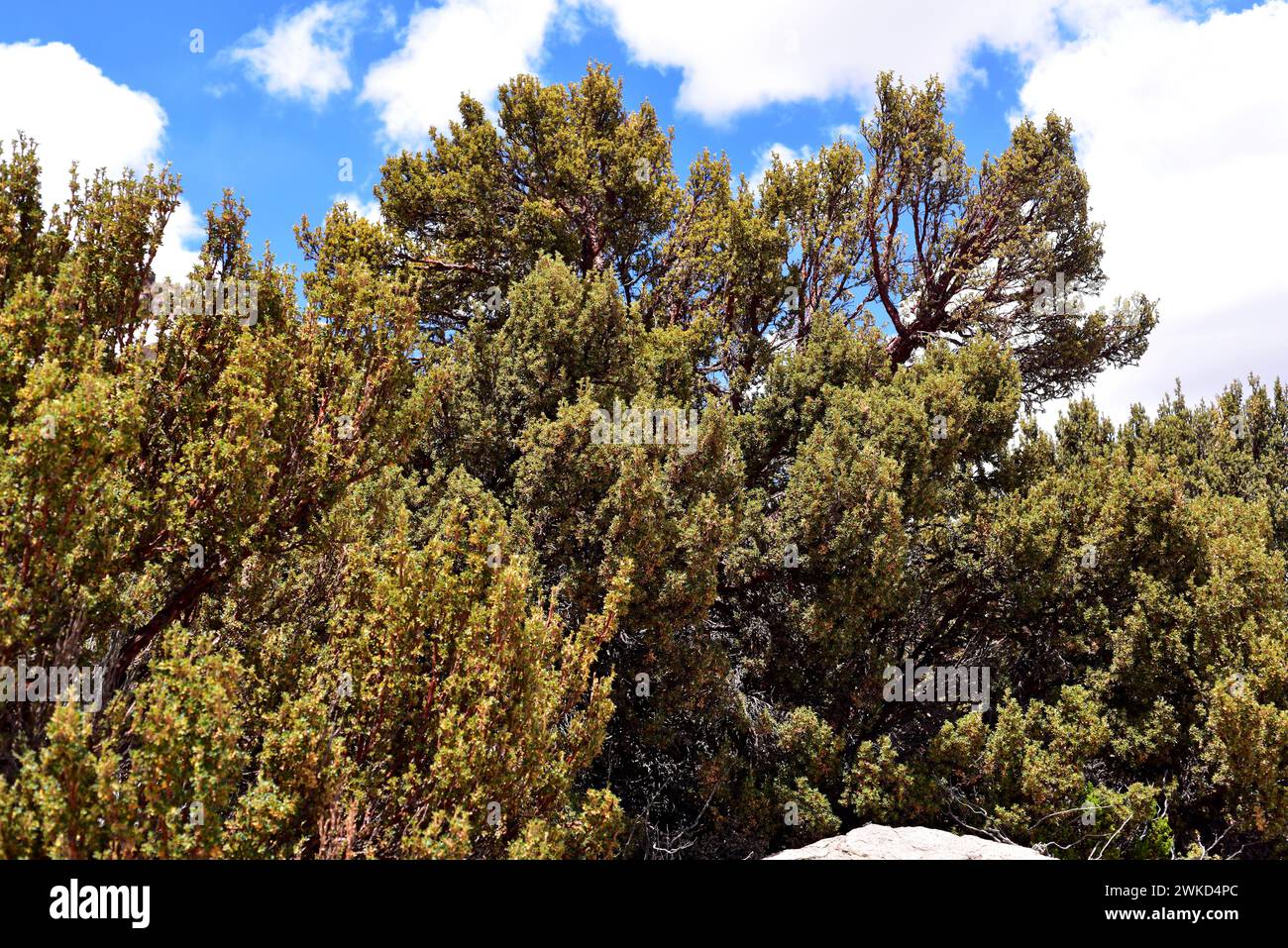 Queñua or queñoa de altura (Polylepis rugulosa) is an endangered small ...