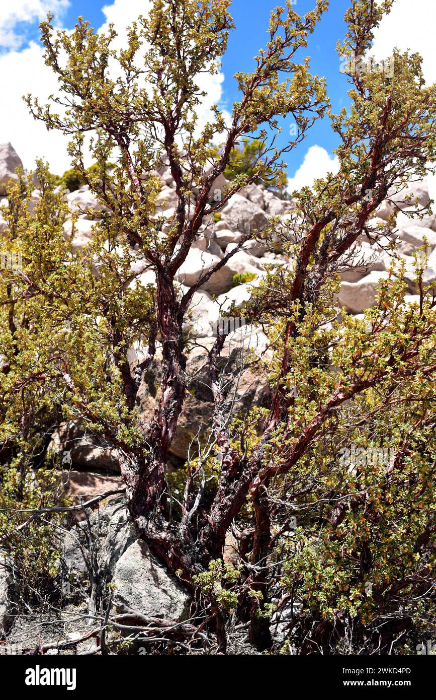 Queñua or queñoa de altura (Polylepis rugulosa) is an endangered small ...