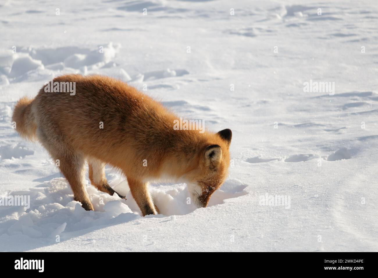 Hokkaido red fox digging in winter snow while hunting Stock Photo - Alamy