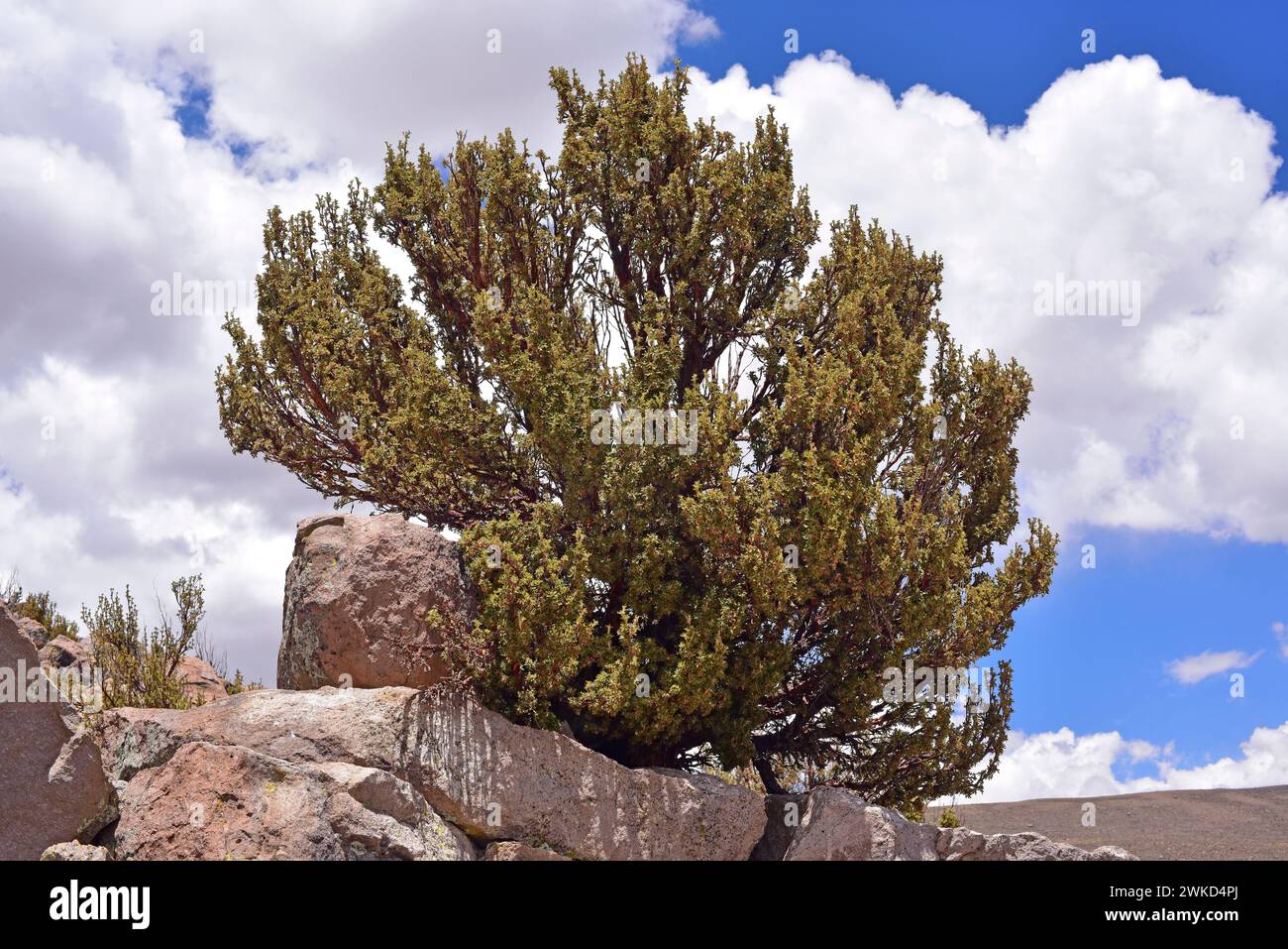 Queñua or queñoa de altura (Polylepis rugulosa) is an endangered small ...