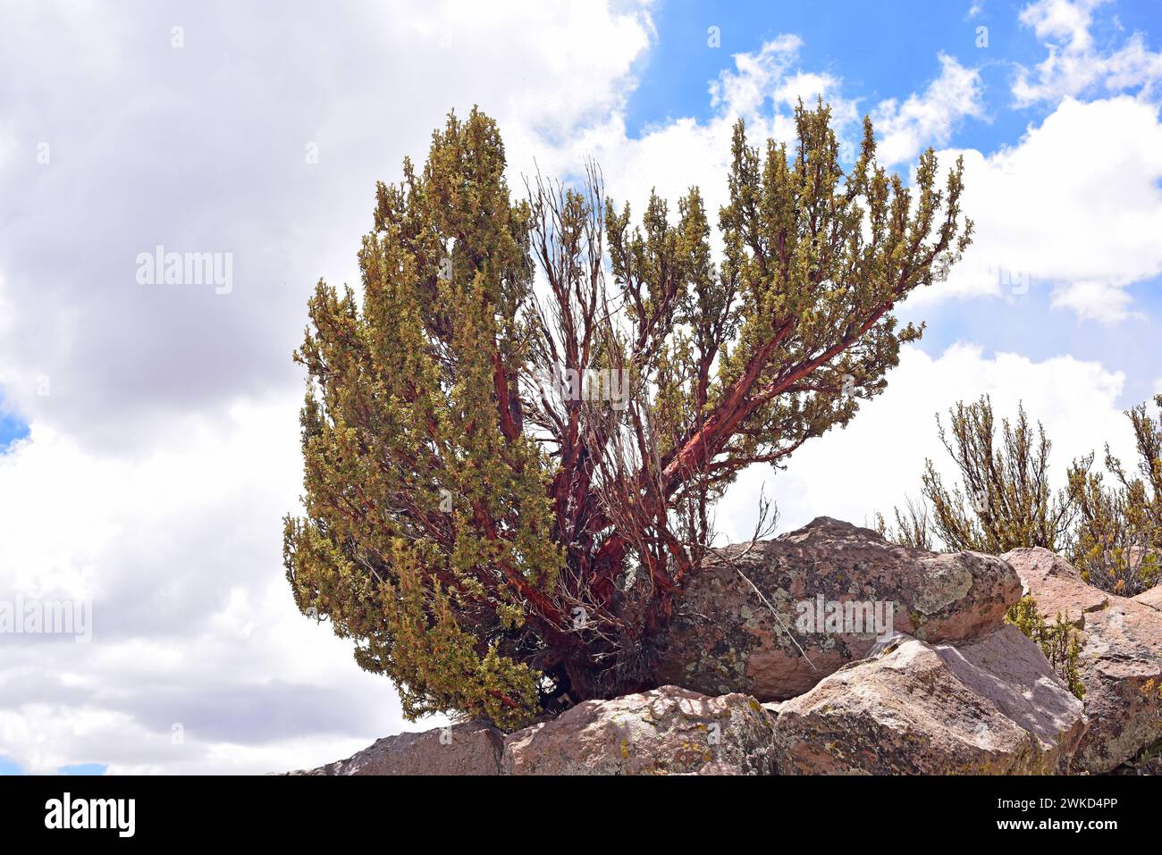 Queñua or queñoa de altura (Polylepis rugulosa) is an endangered small ...