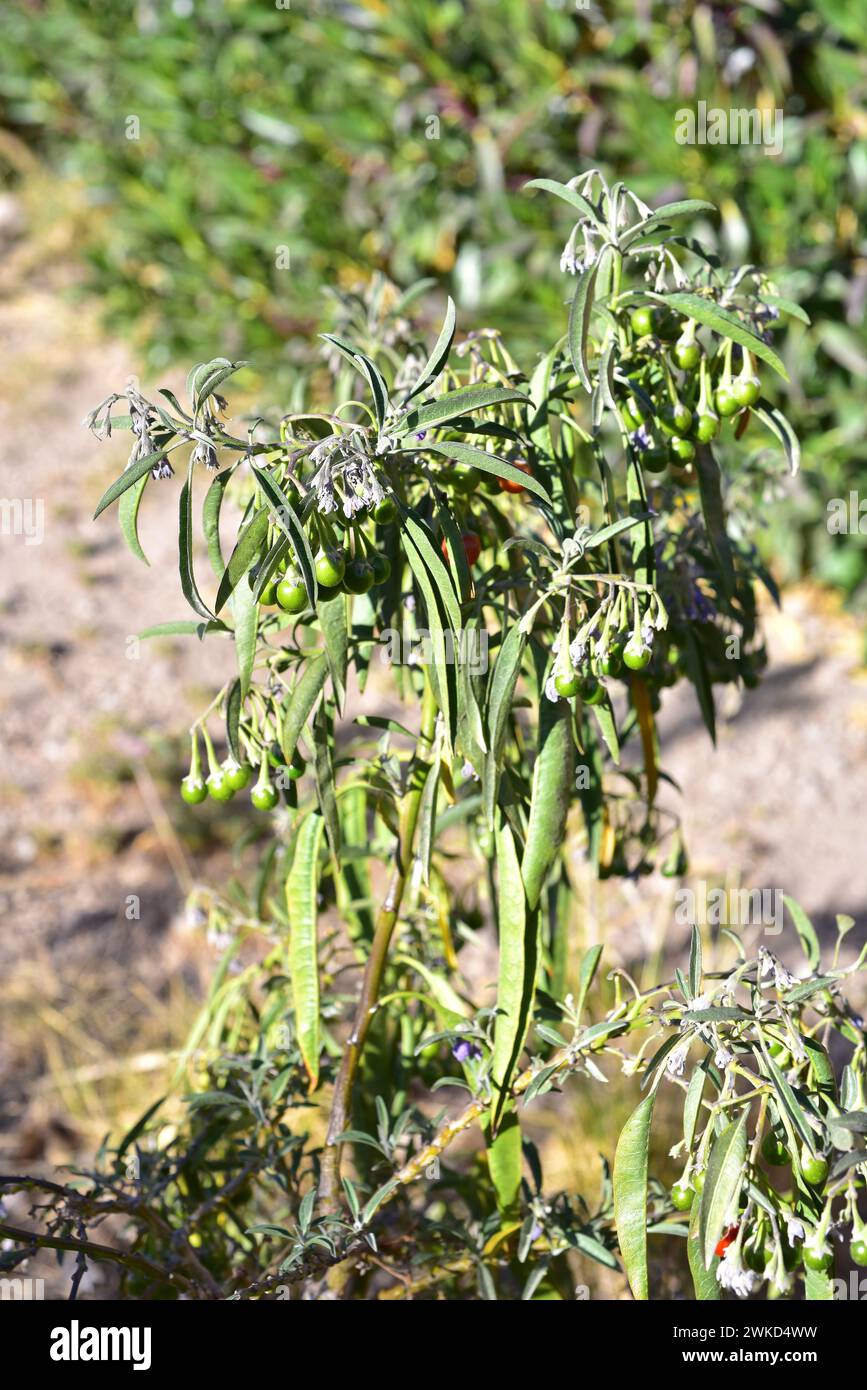 Talilla (Lycium cestroides) is a spiny shrub native to Argentina and ...