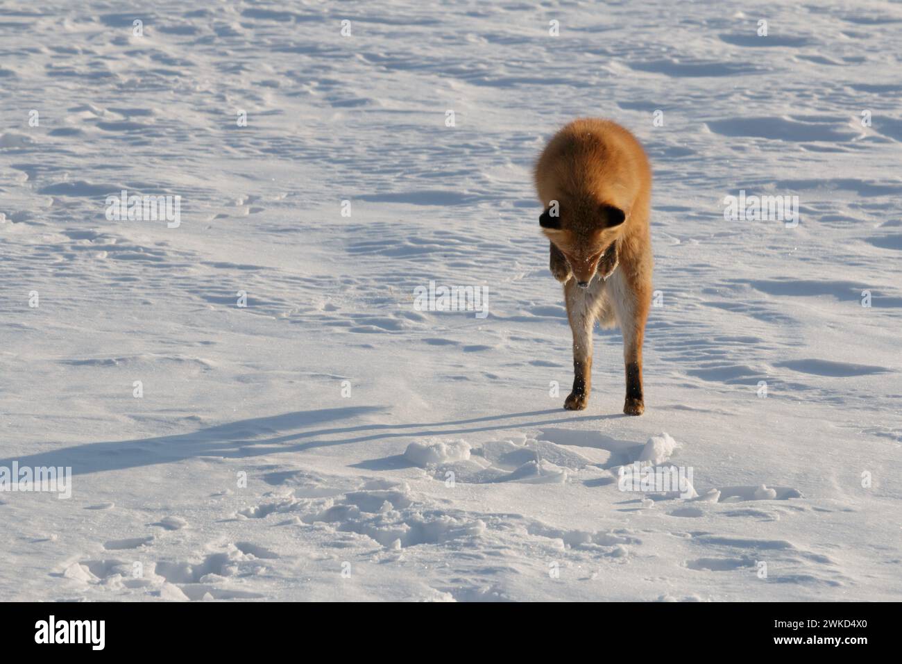 Red fox snow hunting hi-res stock photography and images - Alamy