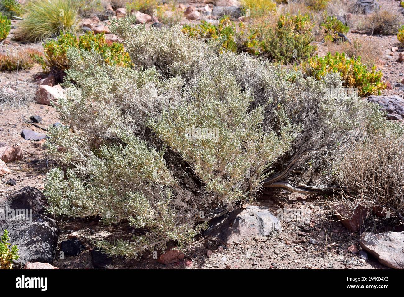 Sosa brava or hierba de la lombriz (Nolana crassulifolia) is a shrub ...