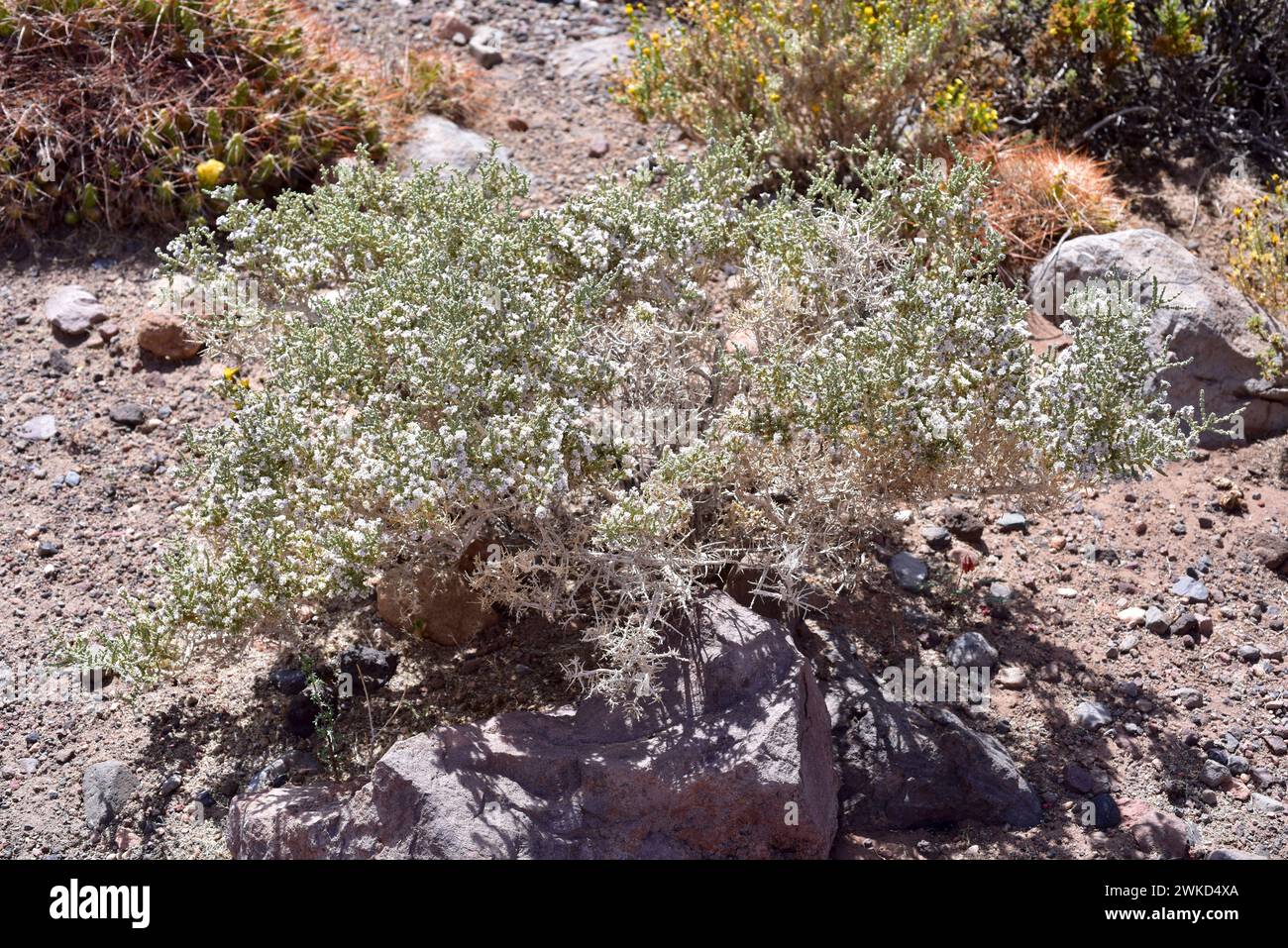 Sosa brava or hierba de la lombriz (Nolana crassulifolia) is a shrub ...
