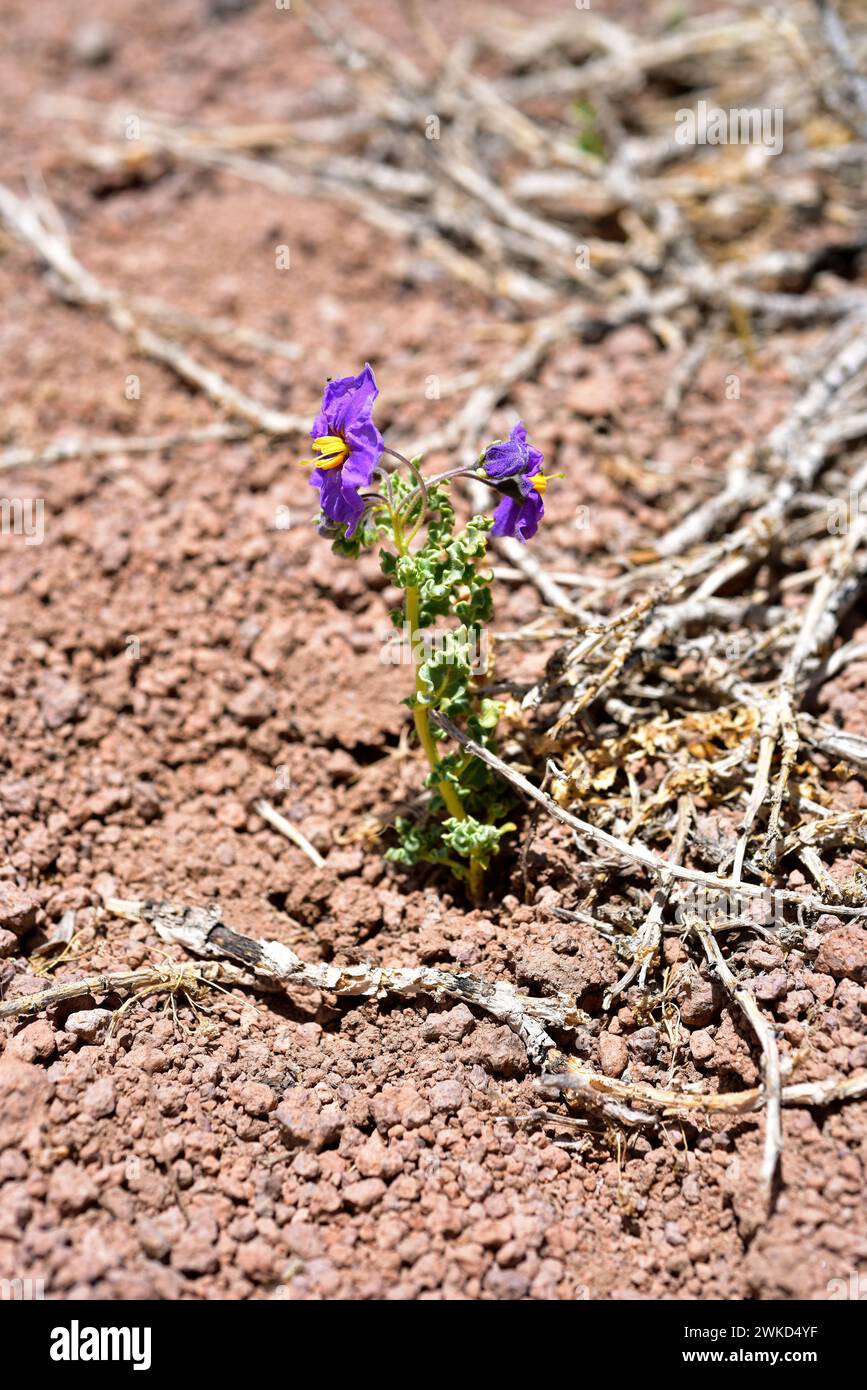 Cabra mikuna hi-res stock photography and images - Alamy