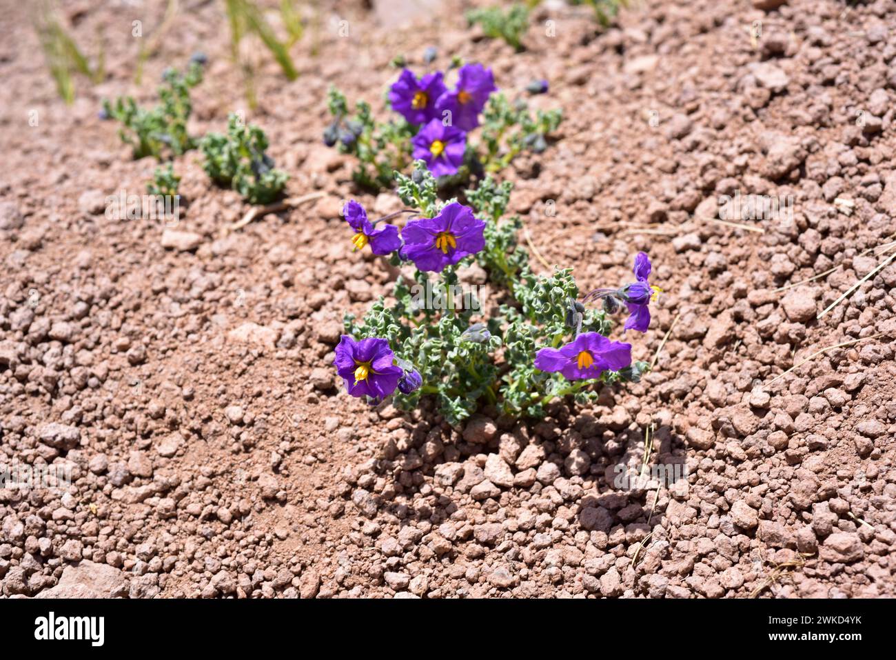 Cabra mikuna or flor morada (Solanum metarsium) is a small perennial ...
