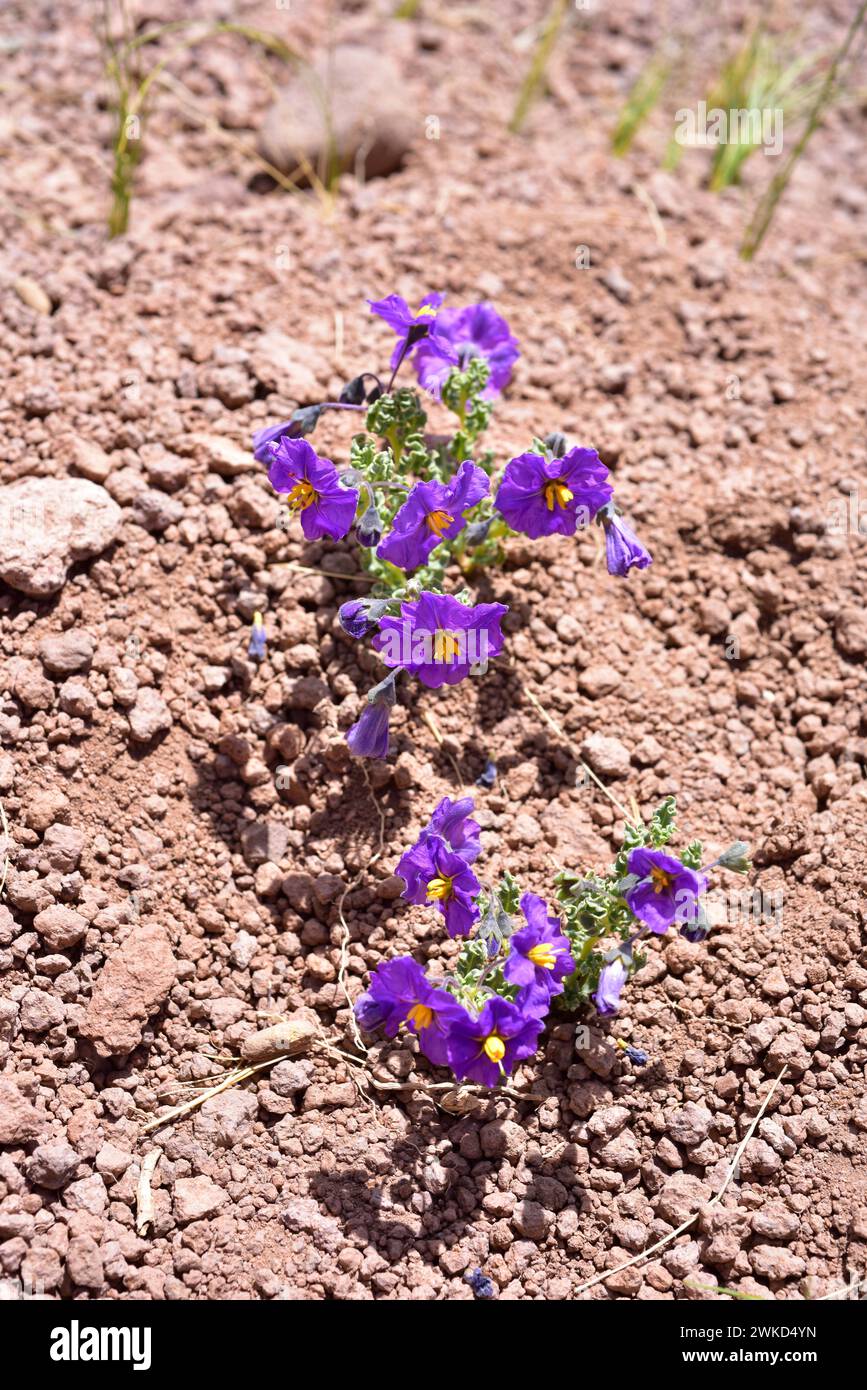 Cabra mikuna or flor morada (Solanum metarsium) is a small perennial ...
