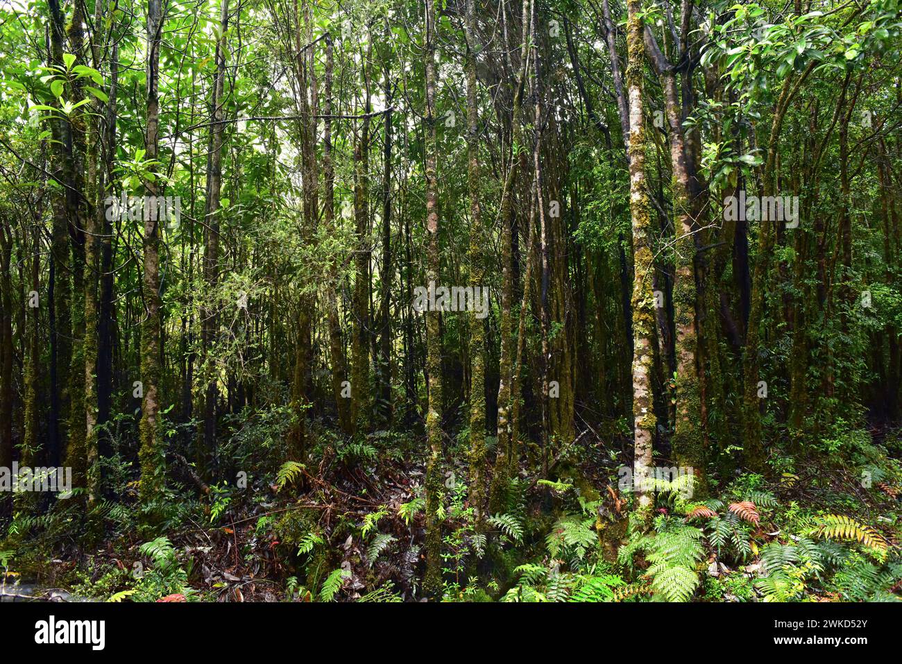 Canelo or Winter's bark (Drimys winteri) is an evergreen tree native to ...