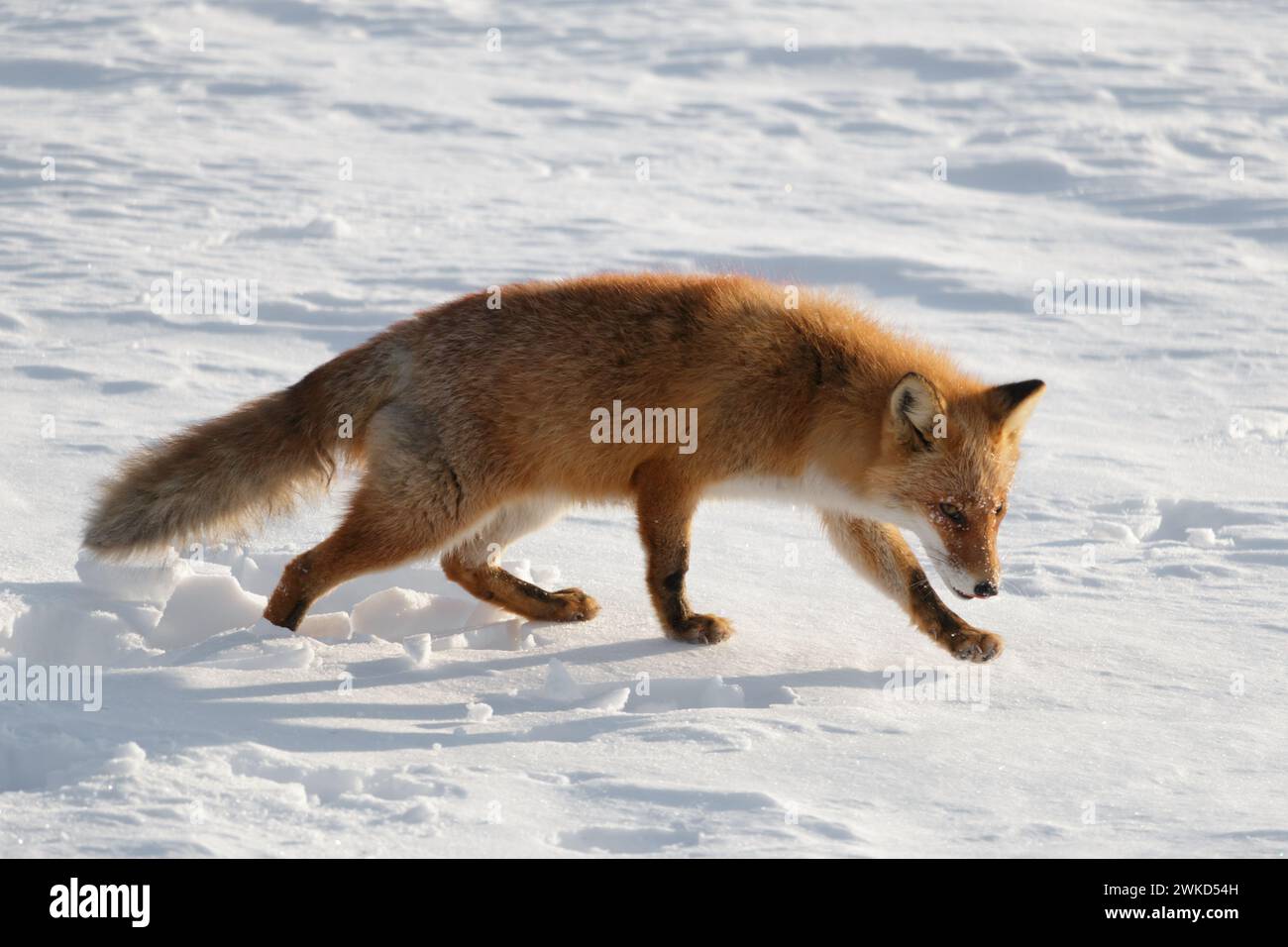 Hokkaido red fox prowling while hunting Stock Photo - Alamy