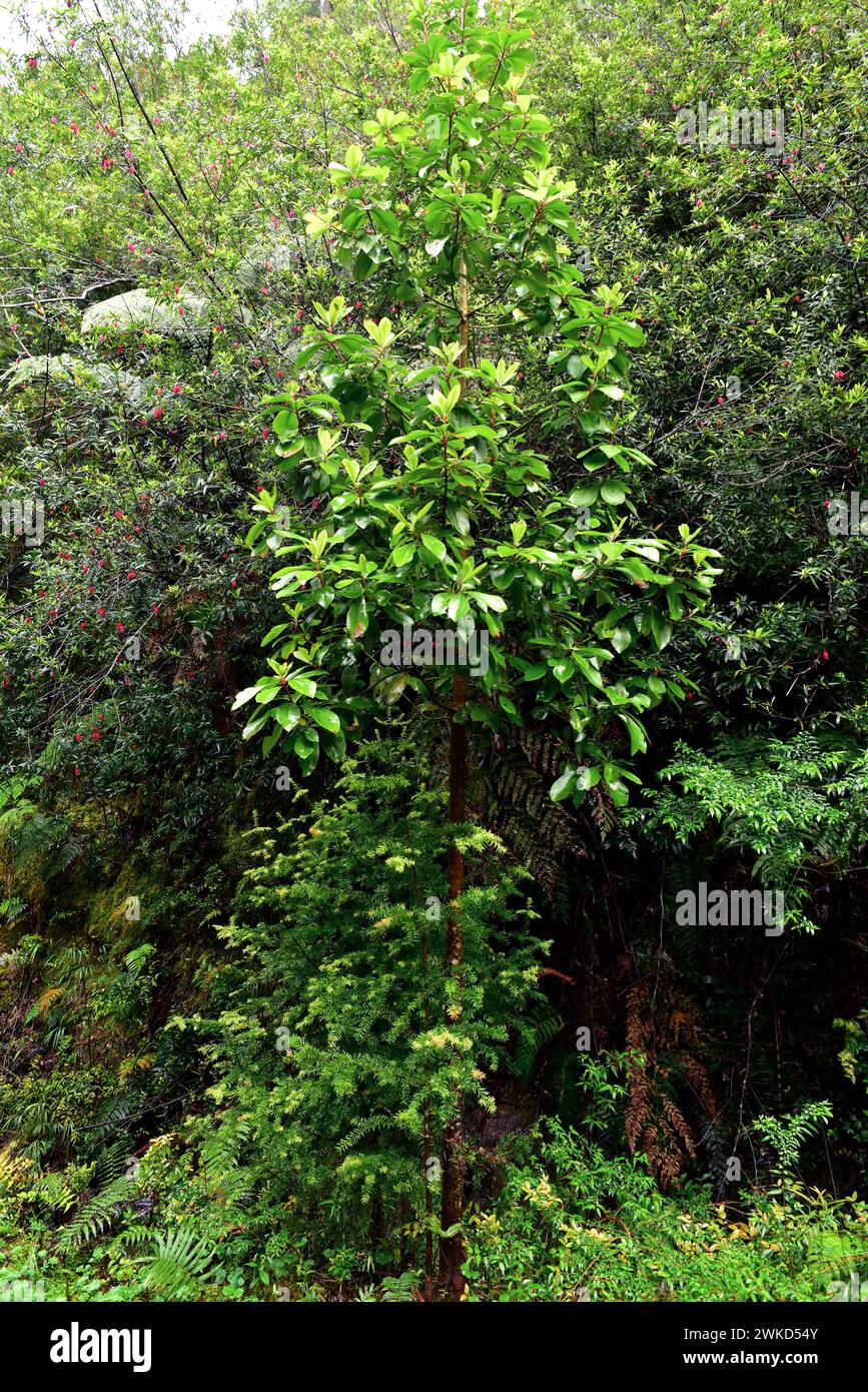 Canelo or Winter's bark (Drimys winteri) is an evergreen tree native to ...