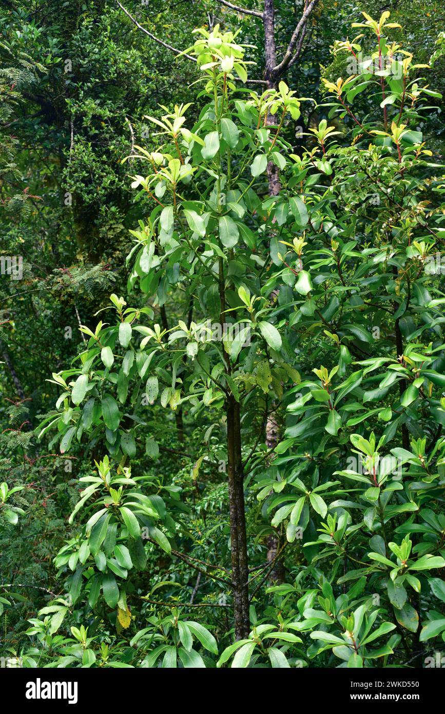 Canelo or Winter's bark (Drimys winteri) is an evergreen tree native to ...