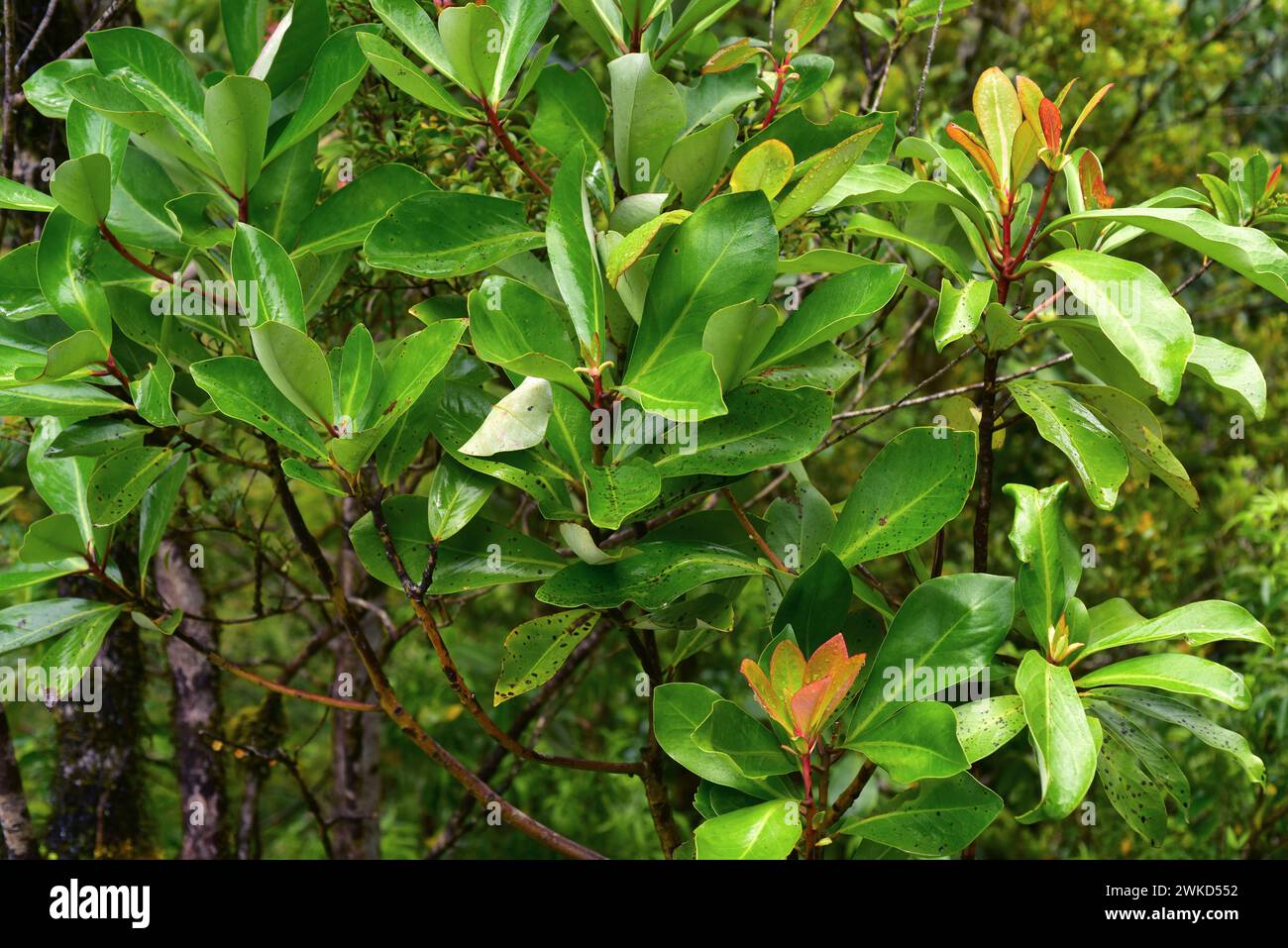 Canelo or Winter's bark (Drimys winteri) is an evergreen tree native to ...