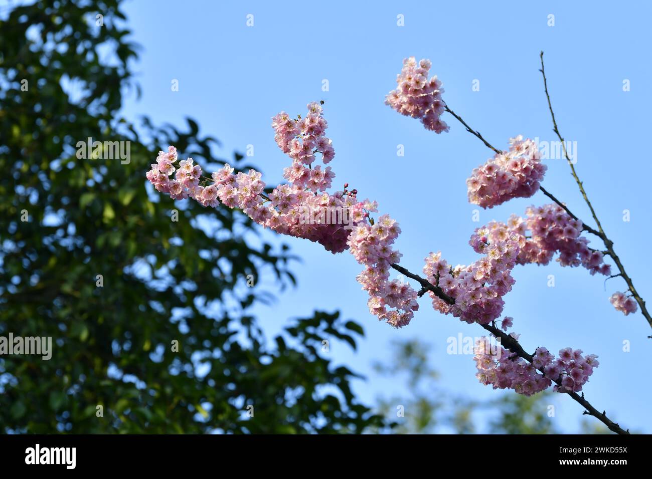 People admire cherry blossoms at Chongqing Garden Expo Park, Chongqing ...
