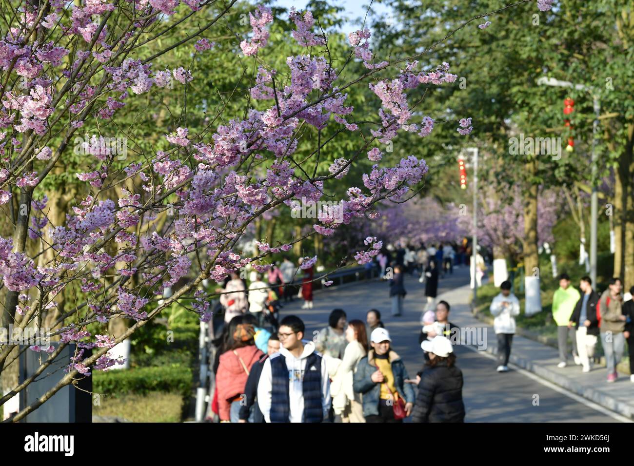 People admire cherry blossoms at Chongqing Garden Expo Park, Chongqing ...