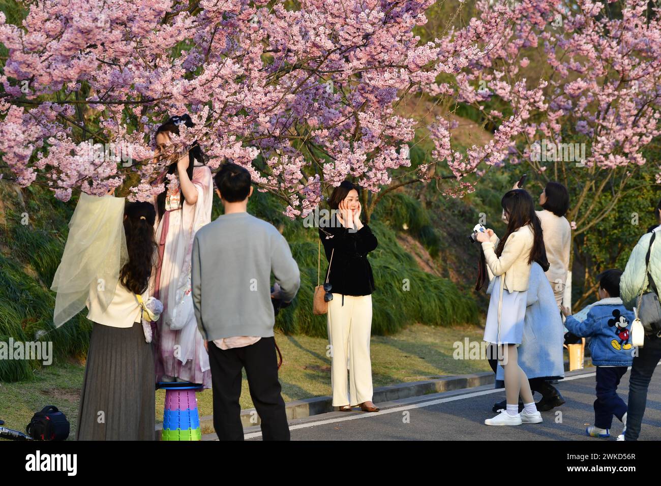 People admire cherry blossoms at Chongqing Garden Expo Park, Chongqing ...