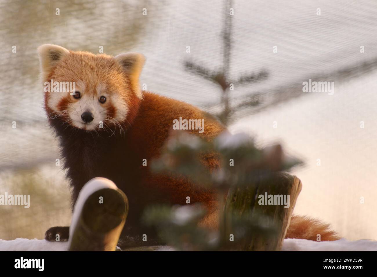 A small red panda perched on a snow-covered tree branch in an enclosure ...