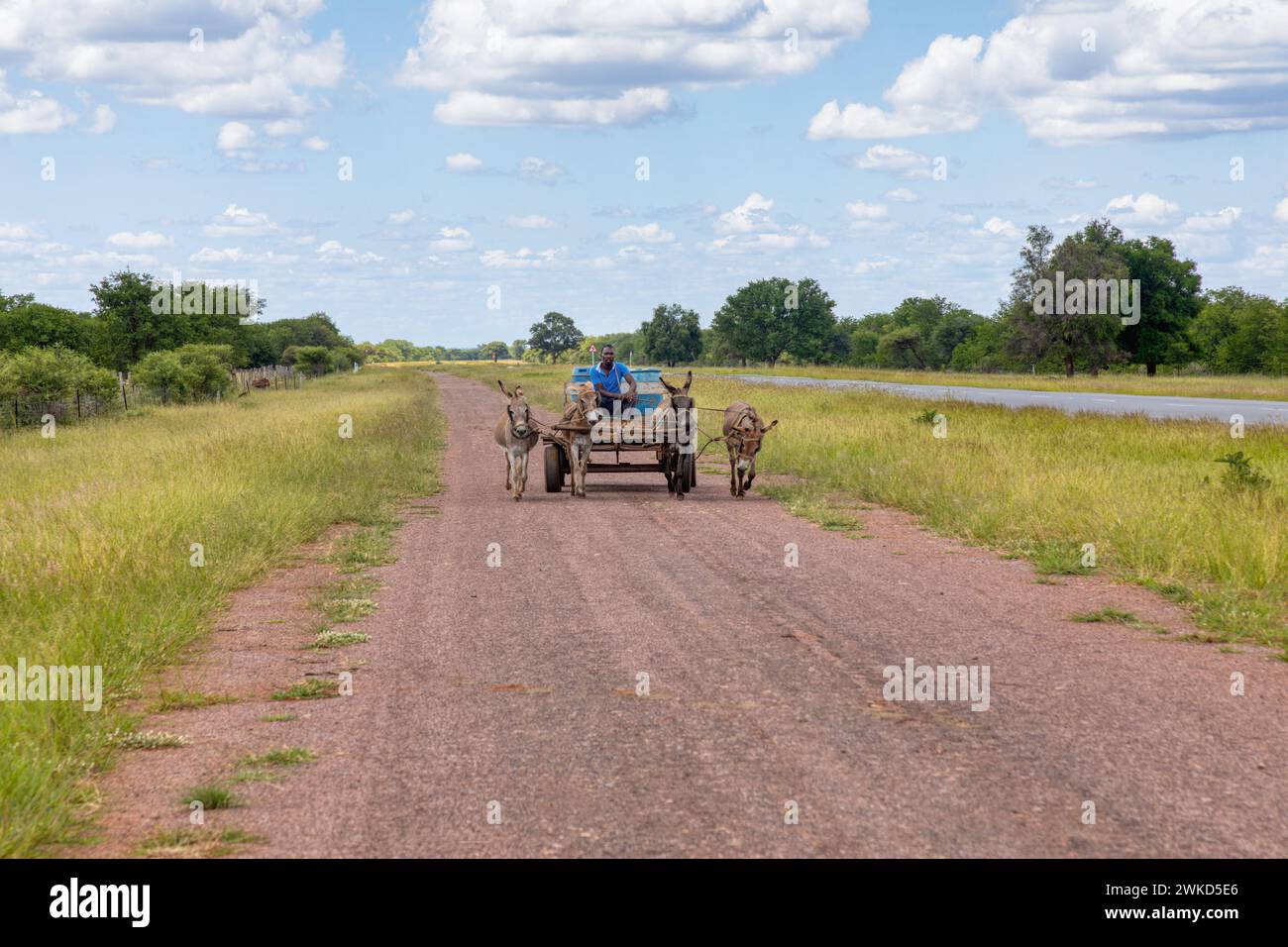african man in the village driving a cart with four donkeys on the ...