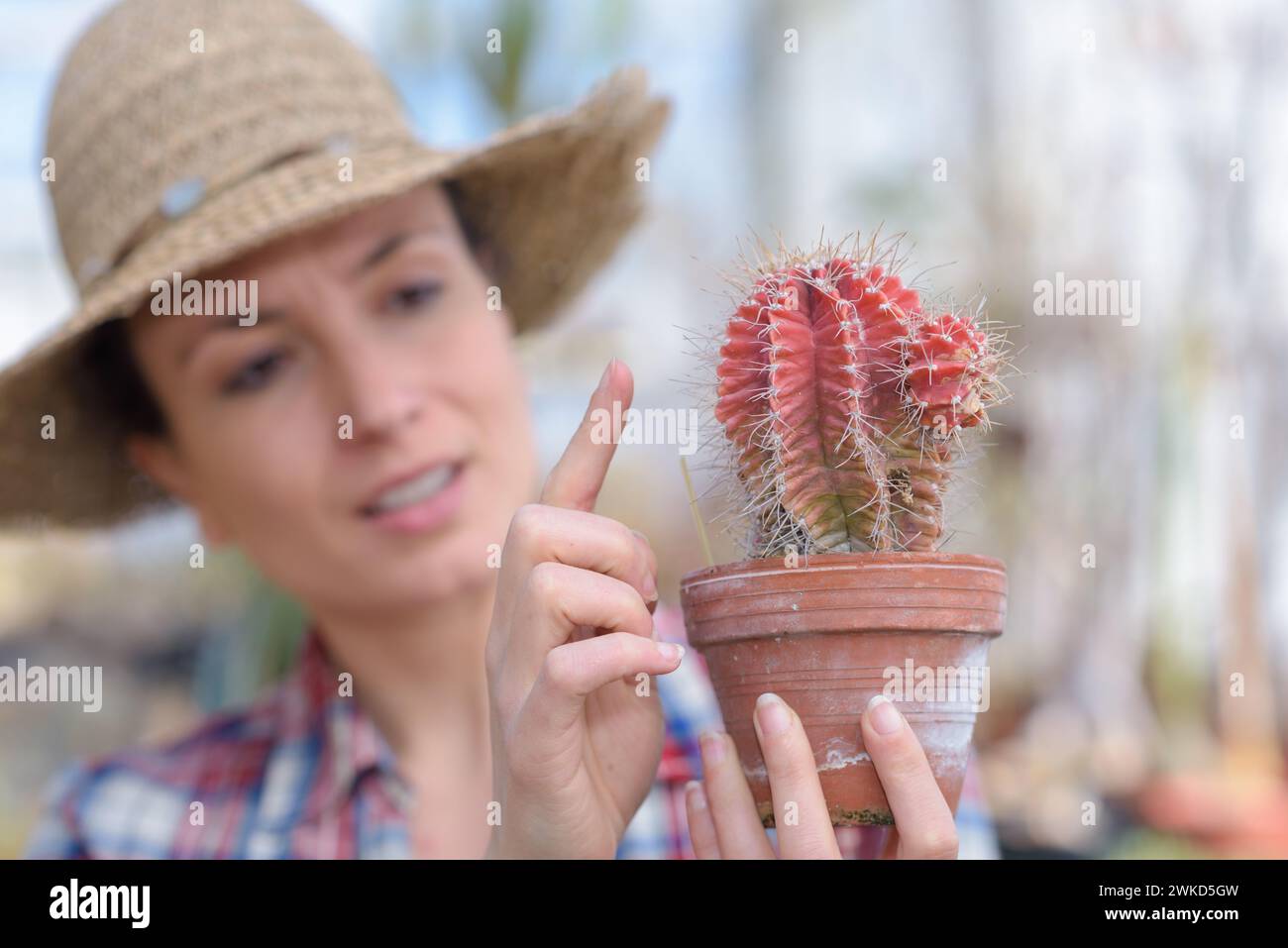 beautiful lady in plant nursery working on cactus plants Stock Photo ...