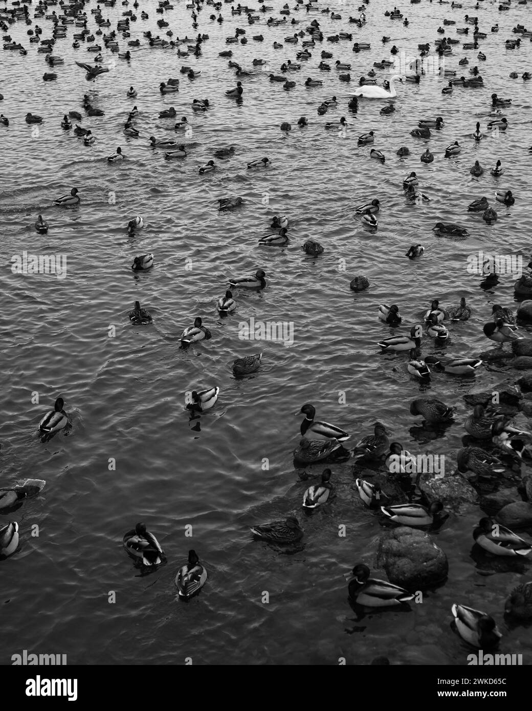 A serene scene of ducks floating peacefully on a calm body of water ...