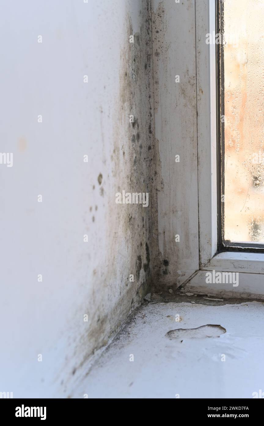mold has formed near the fogged window Stock Photo - Alamy