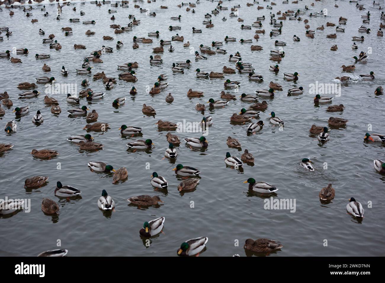 A serene scene of ducks floating peacefully on a calm body of water ...